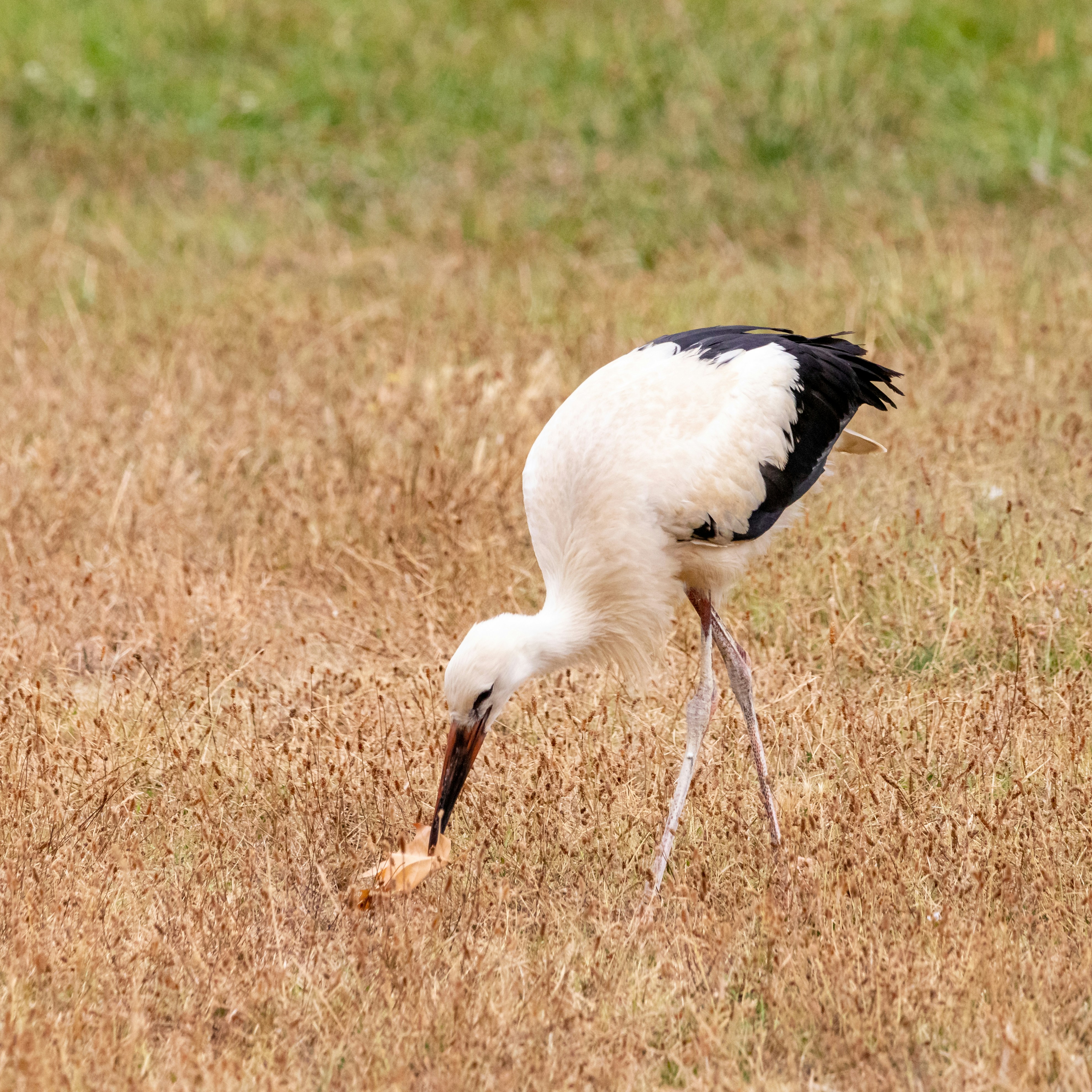 Beak in the Grass: White Stork Foraging in a Dry Meadow