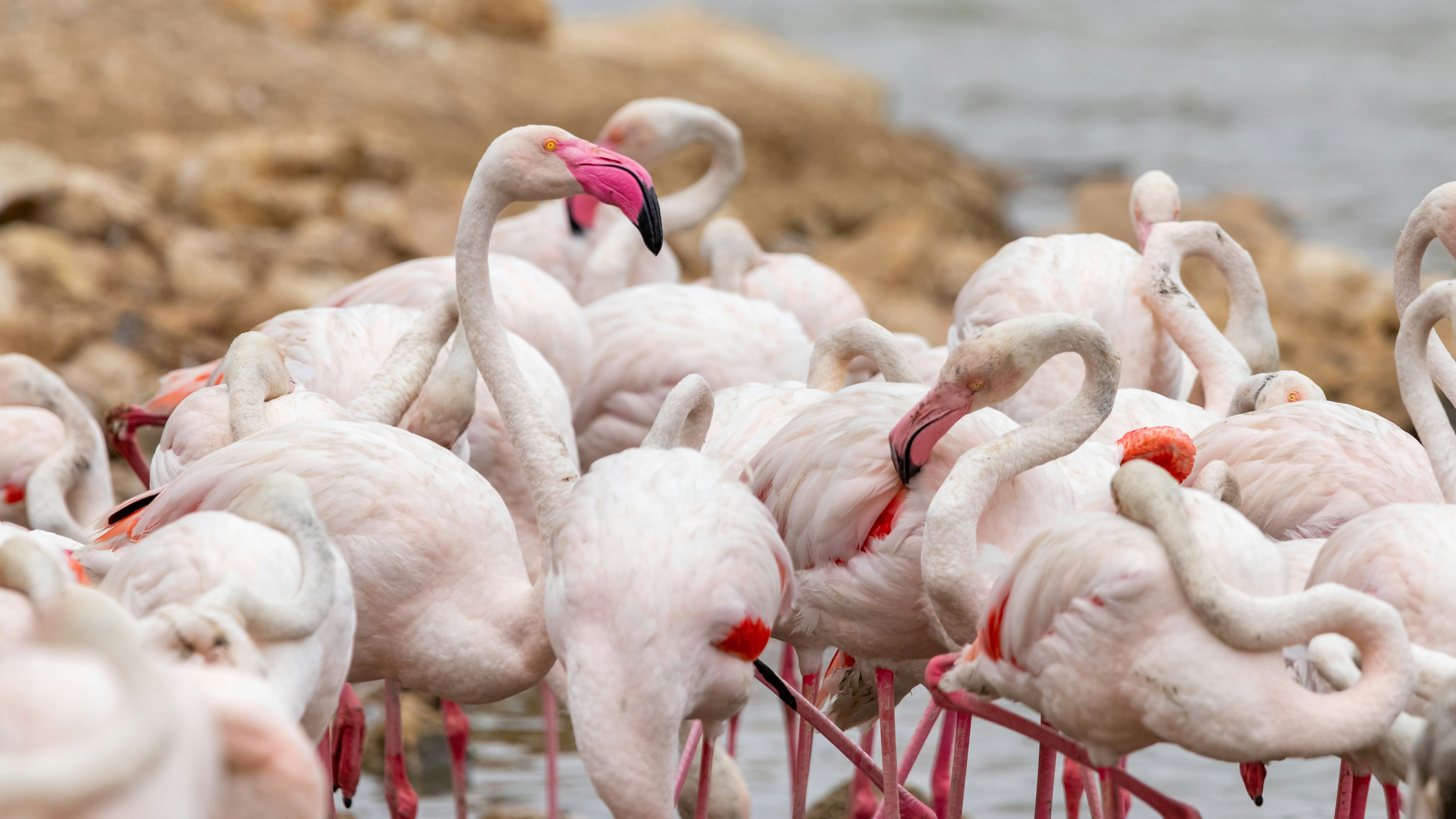 Crimson Beaks, Powdered Pink: Flamingo Flock on a Rocky Shore