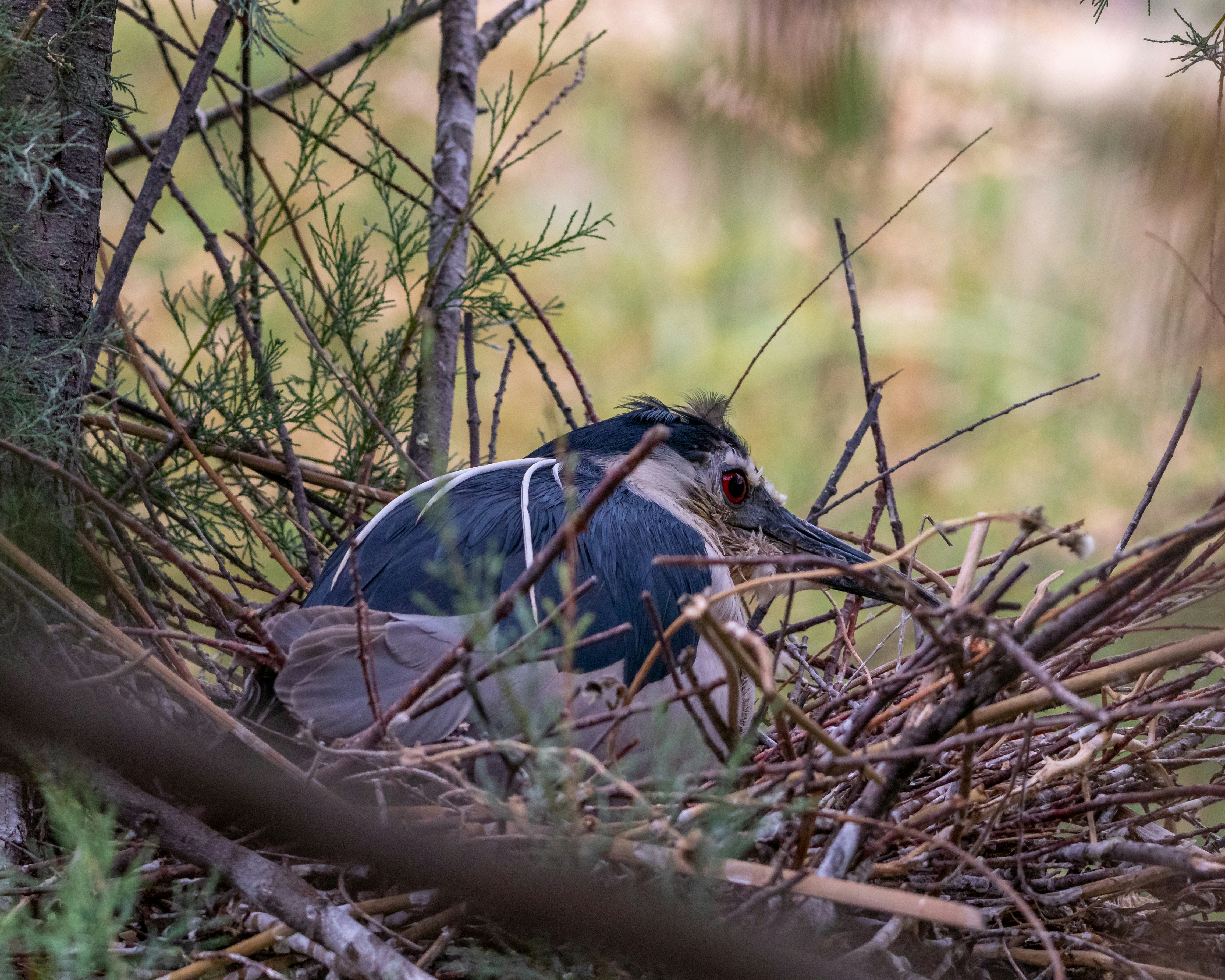 Blue-Gray Sentinel: A Nesting Heron Amid Twigs