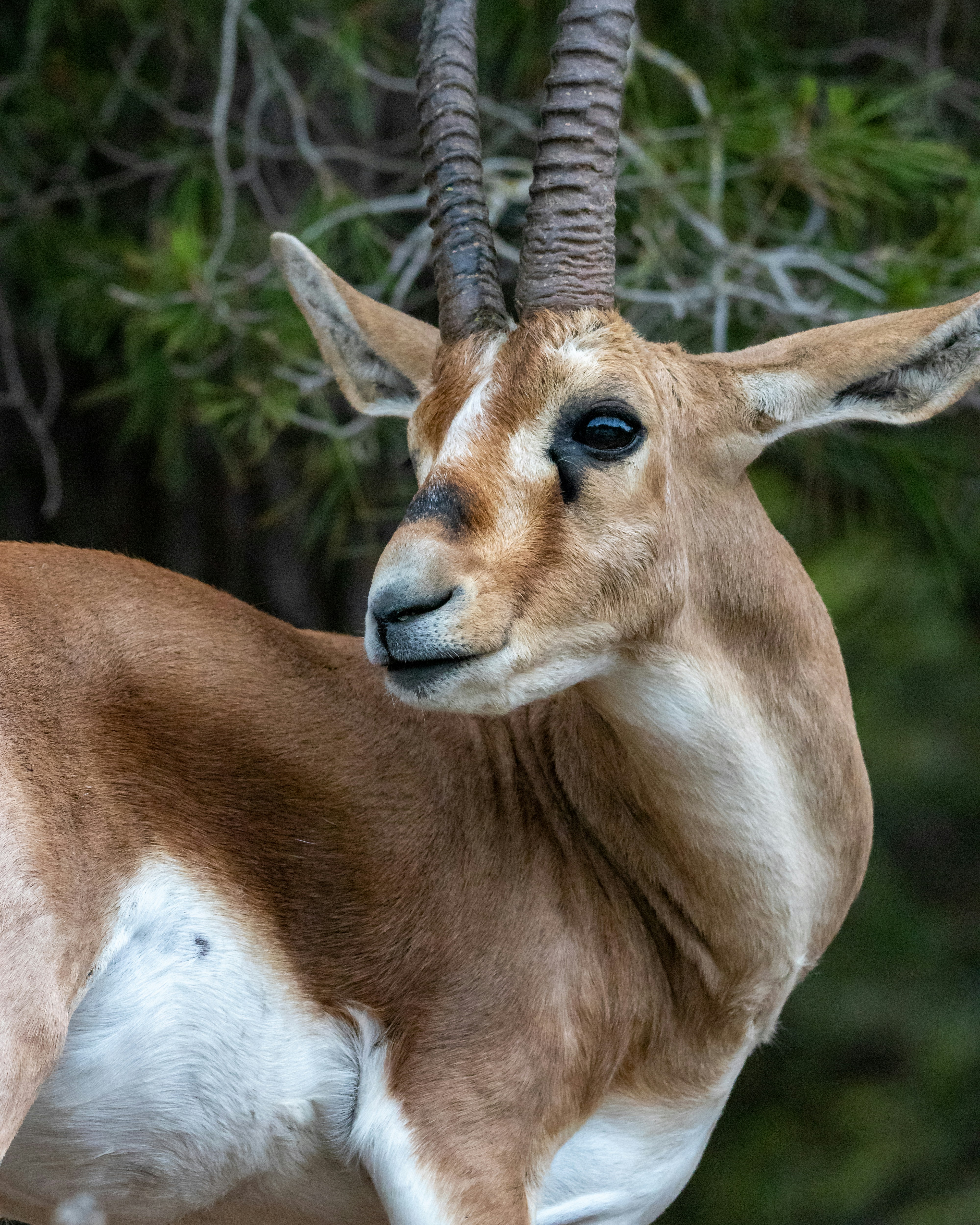 An antelope standing in front of some trees photo – Free Réserve ...