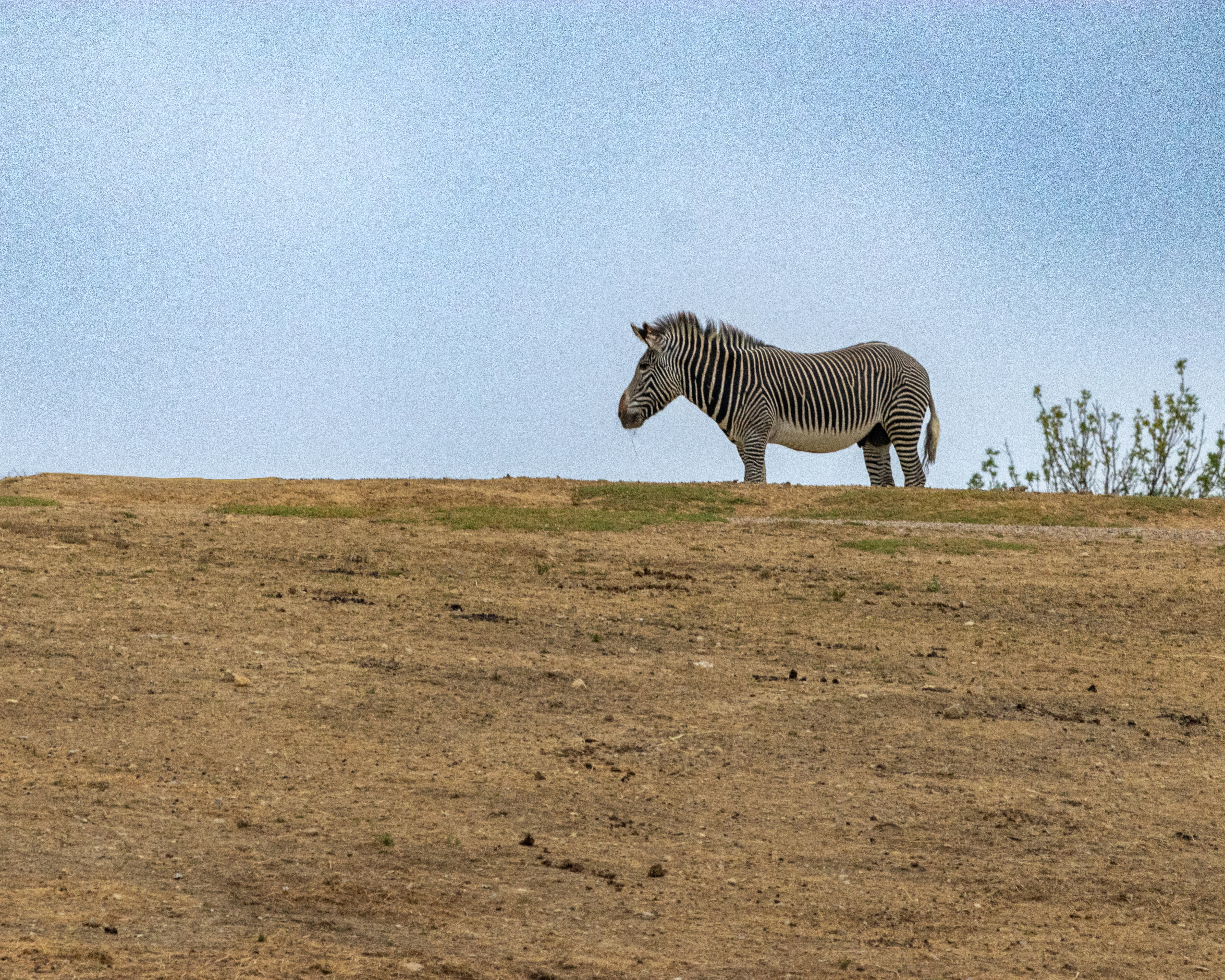 Zebra on a Sunlit Crest: Solitude Over the Arid Savanna