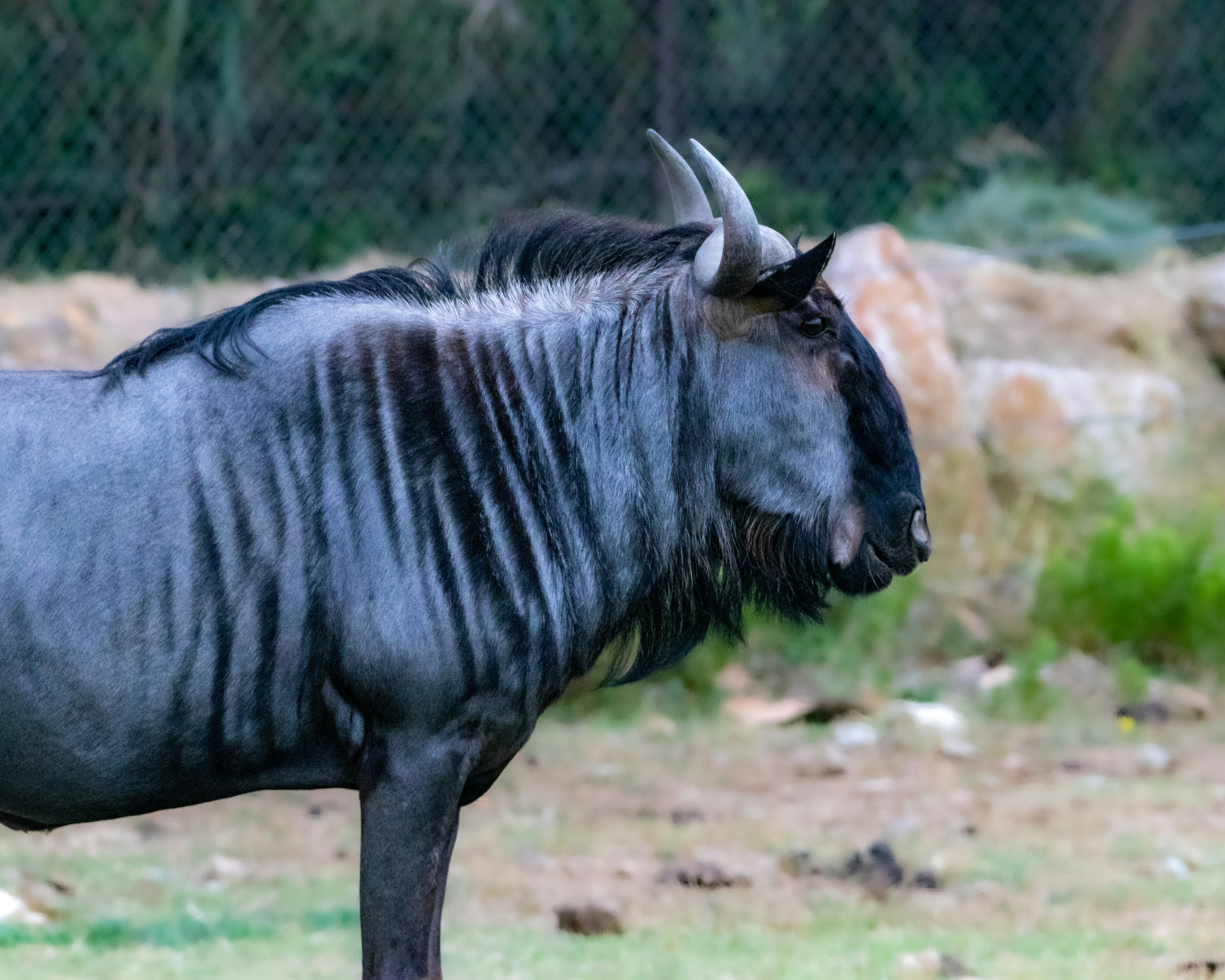 Profile in fence and stone: a blue wildebeest by a rocky enclosure