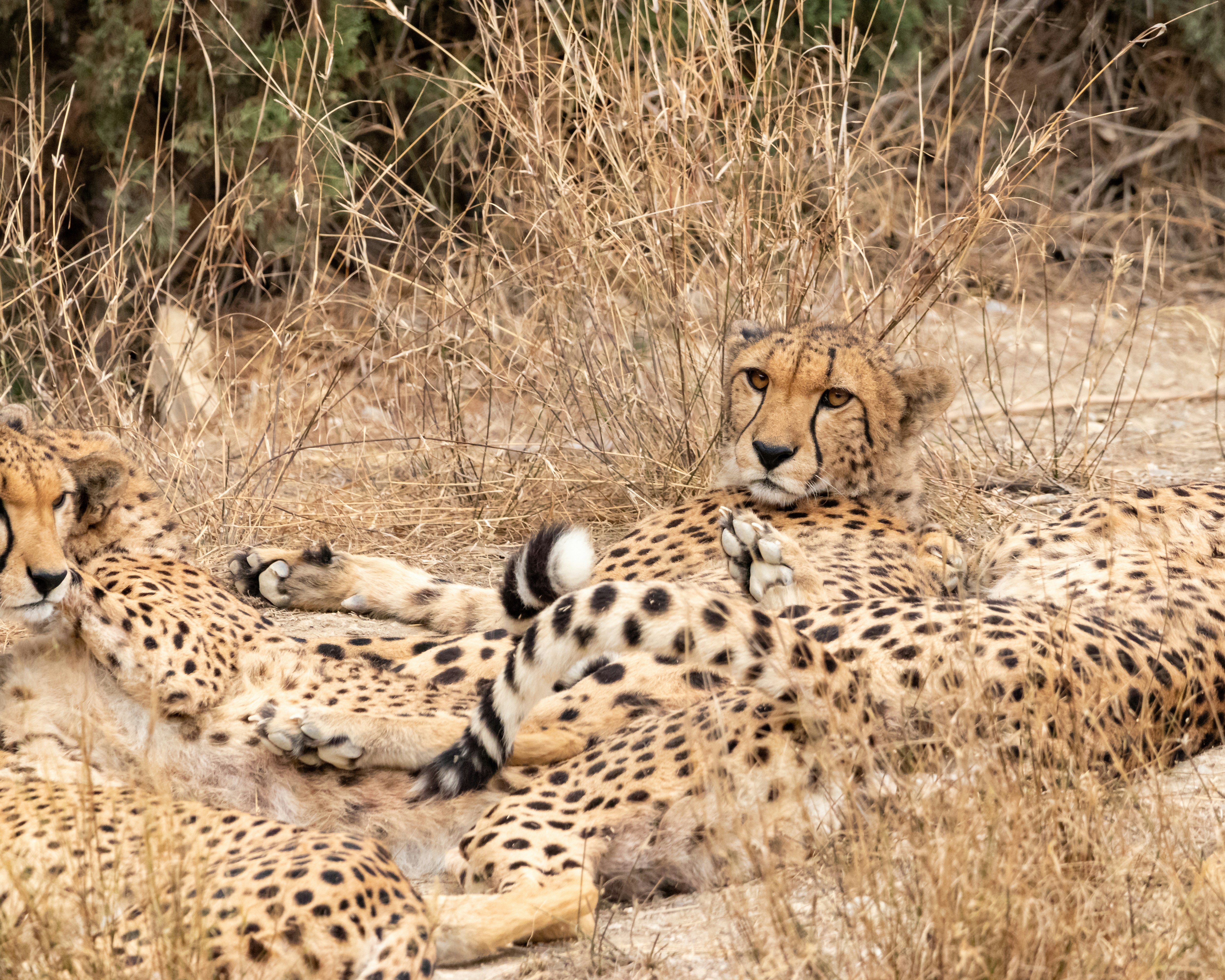 A group of cheetah laying on the ground photo – Free Hameau du lac ...