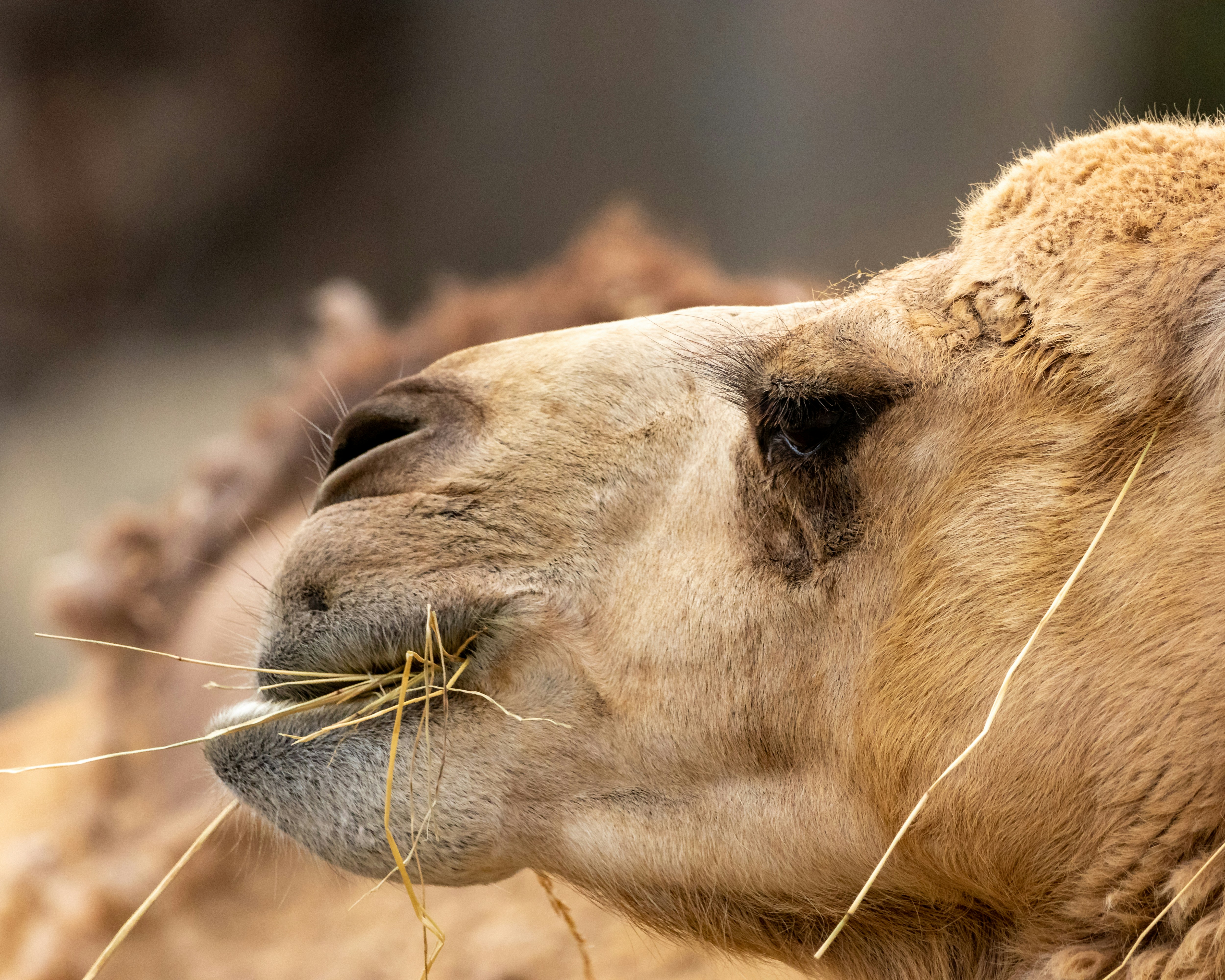 WuWa Camel Toe Pictures | Download Free Images on Unsplash