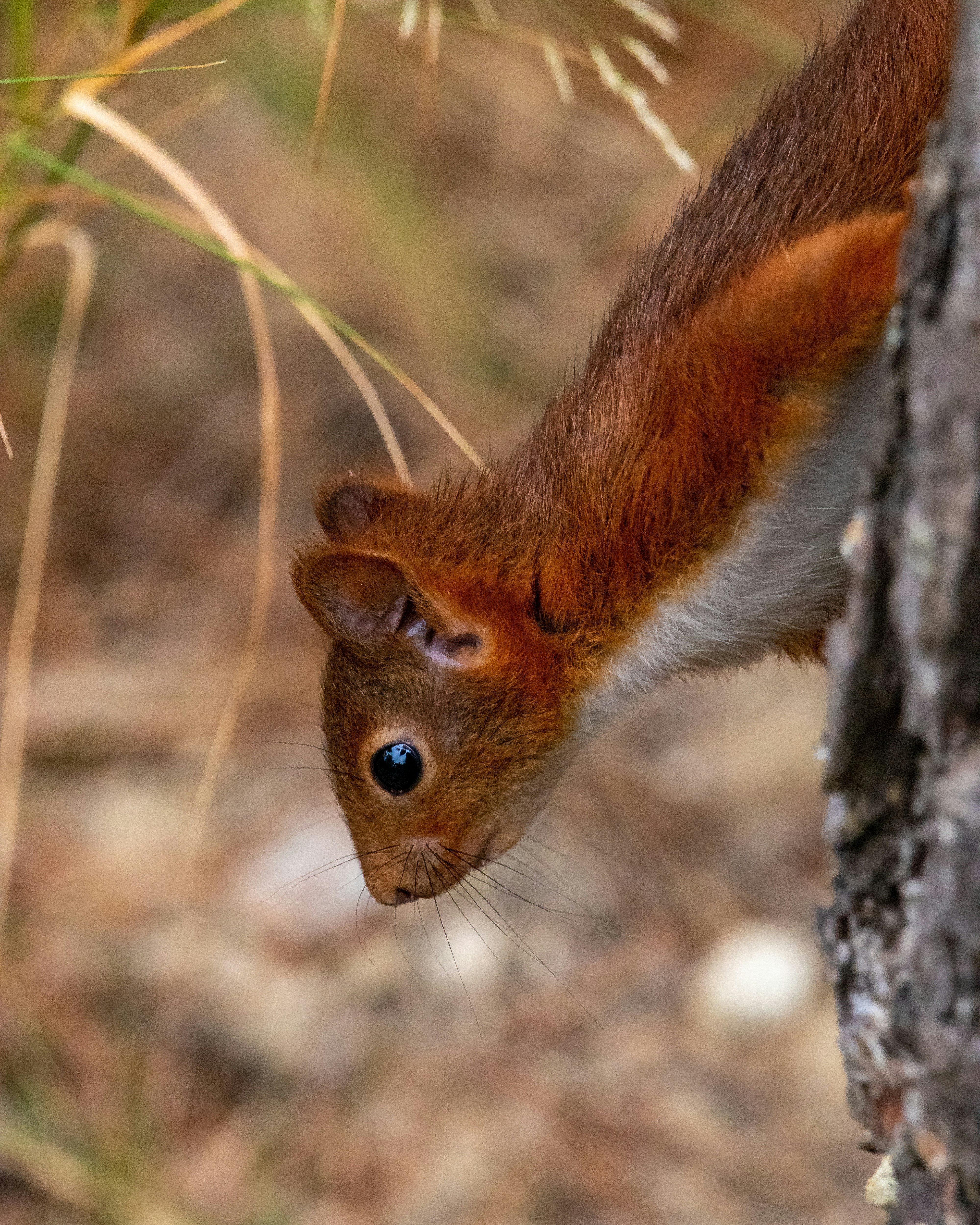 Upside-Down Vigil: Red Squirrel Clinging to Pine Bark