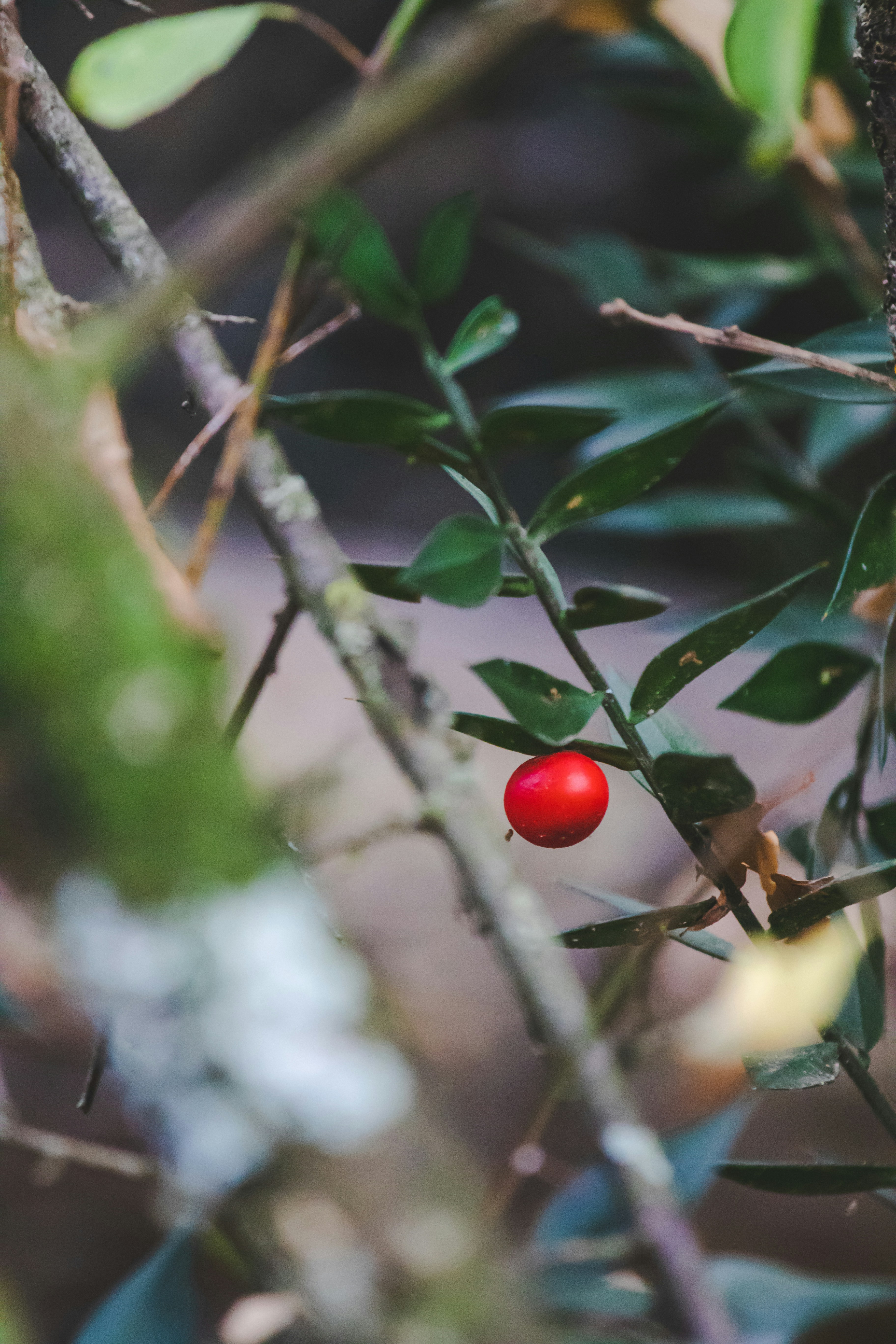 A small red berry on a tree branch photo – Free Produce Image on Unsplash