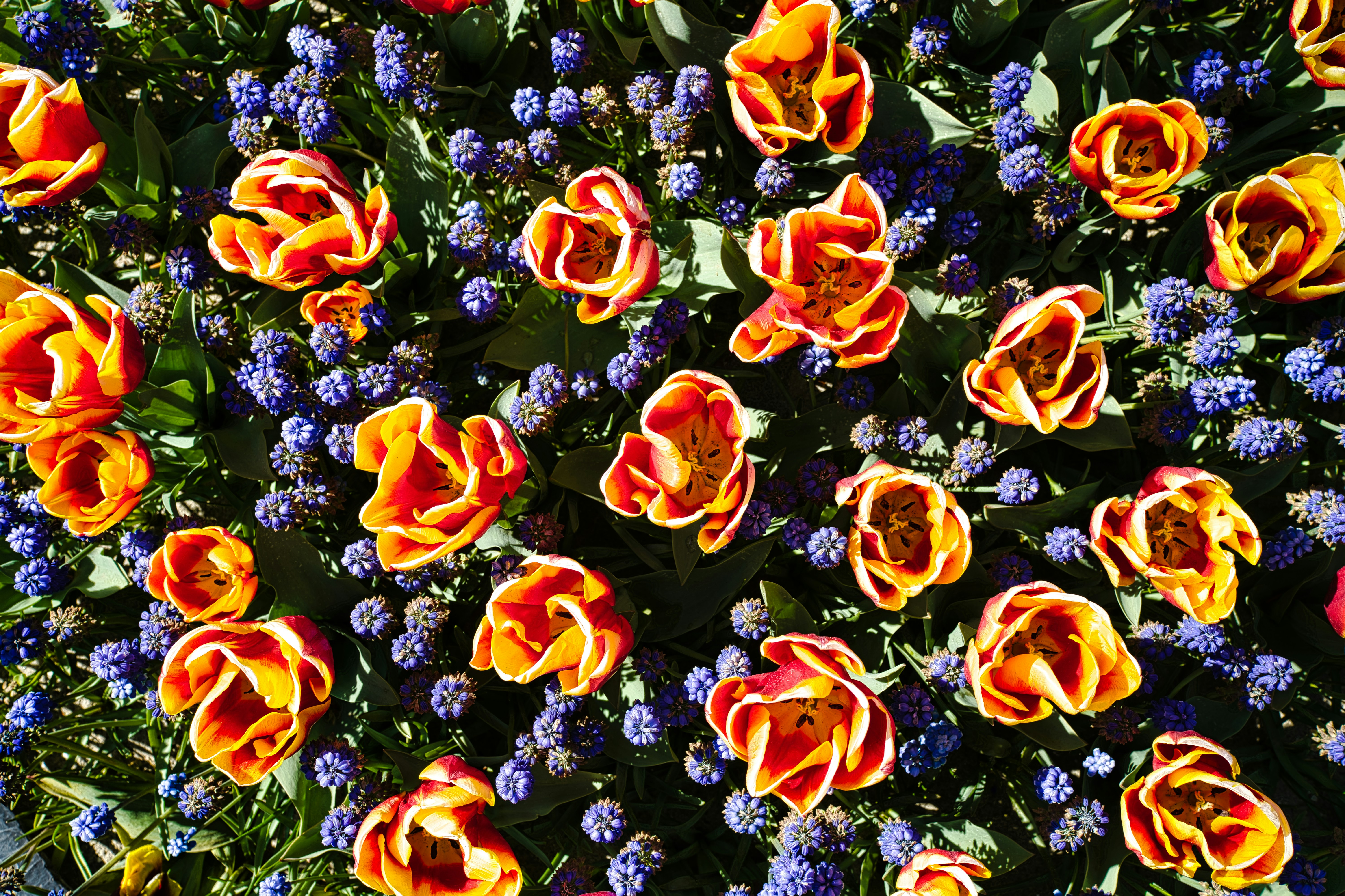 Sunlit Tulip Mosaic: Orange Cups Interwoven with Violet Echoes