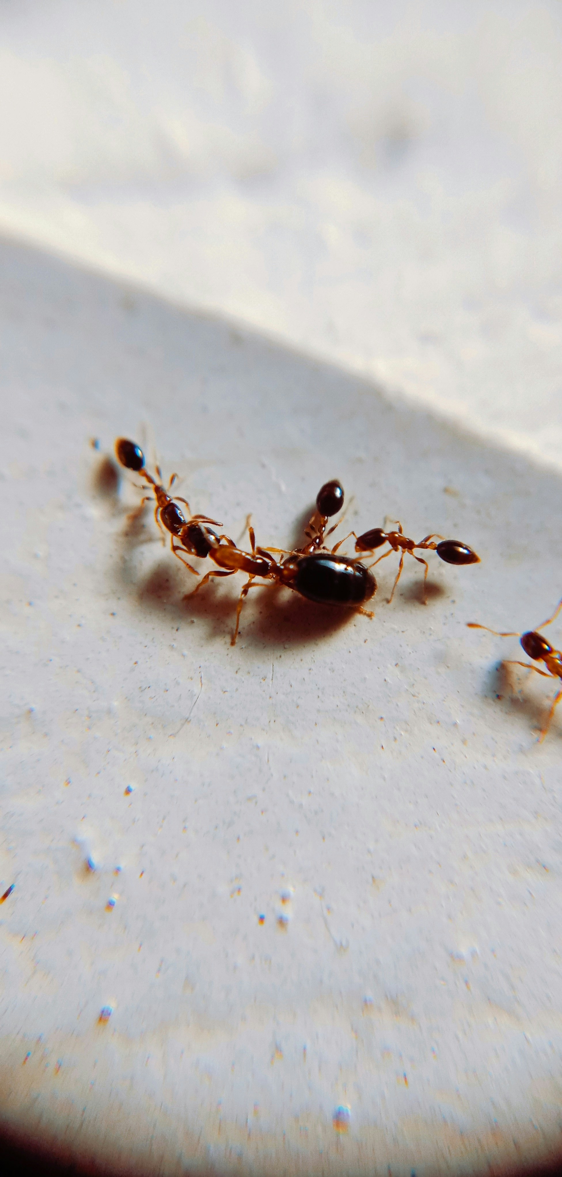 Macro Portrait of Ants on a Pale, Textured Surface