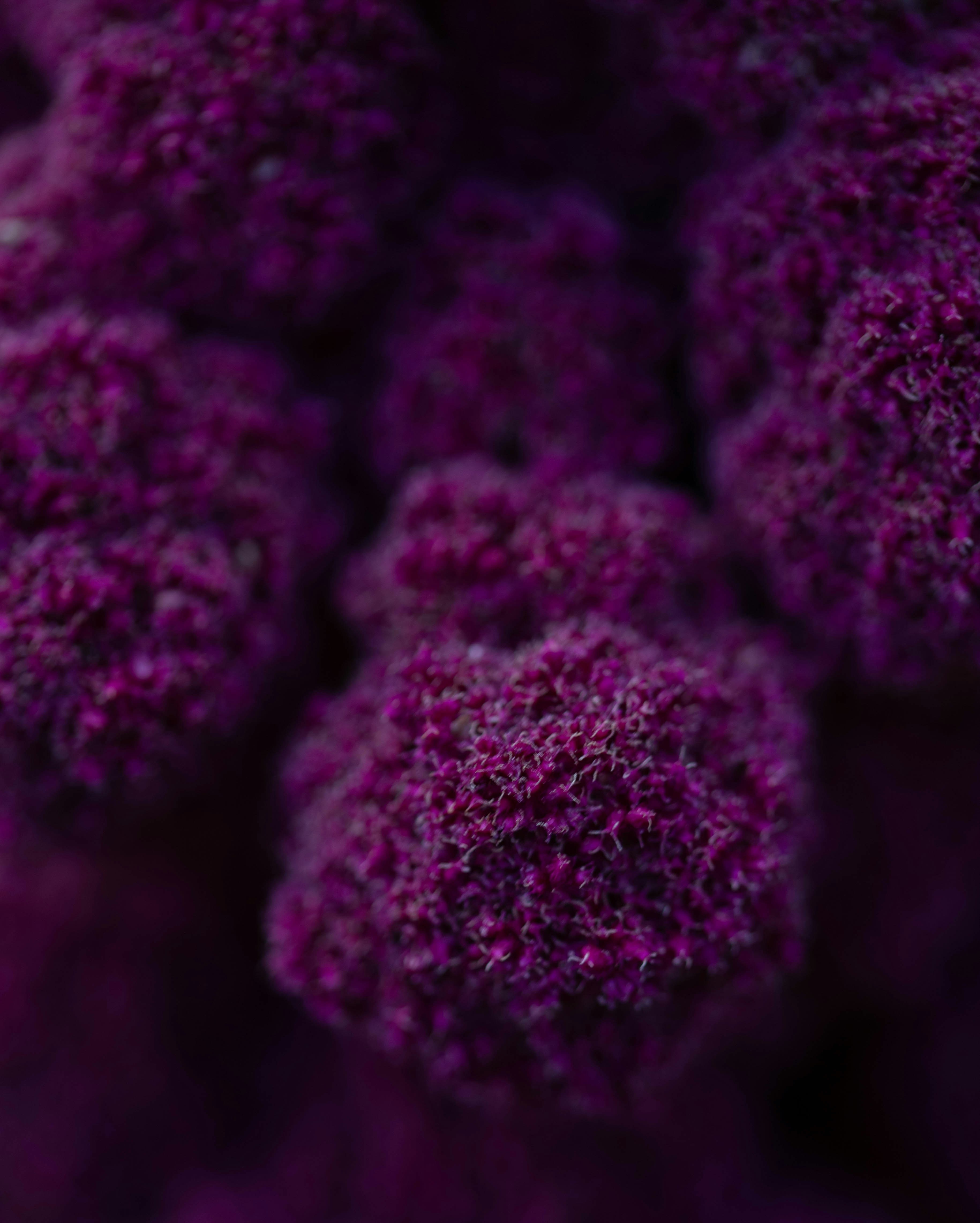 Velvet Dusk: a macro portrait of plum-purple florets' fuzzy spheres