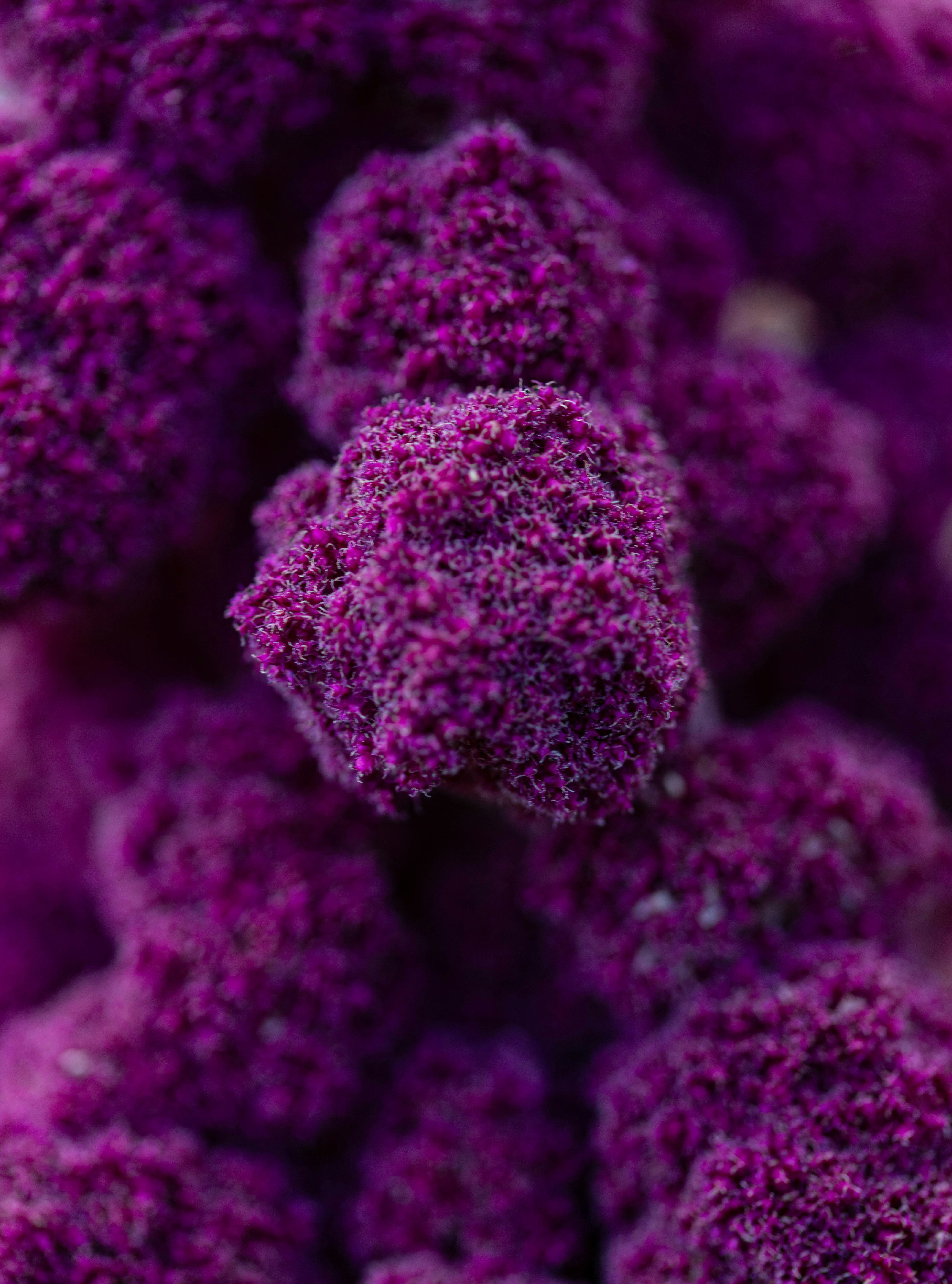 Velvet Fuzz: A Macro Portrait of Purple Flower Clusters