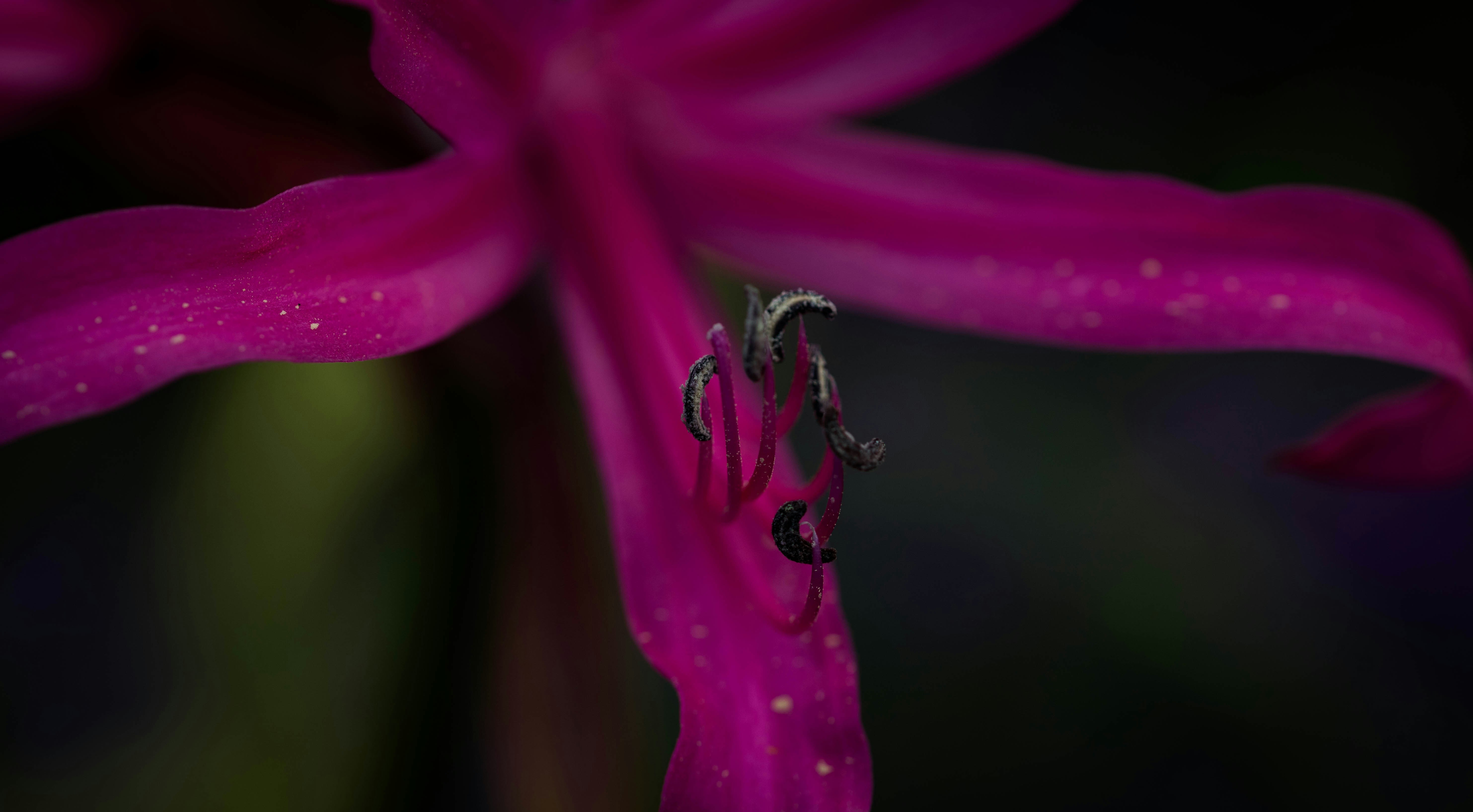 Crimson Stamen in Velvet Depths