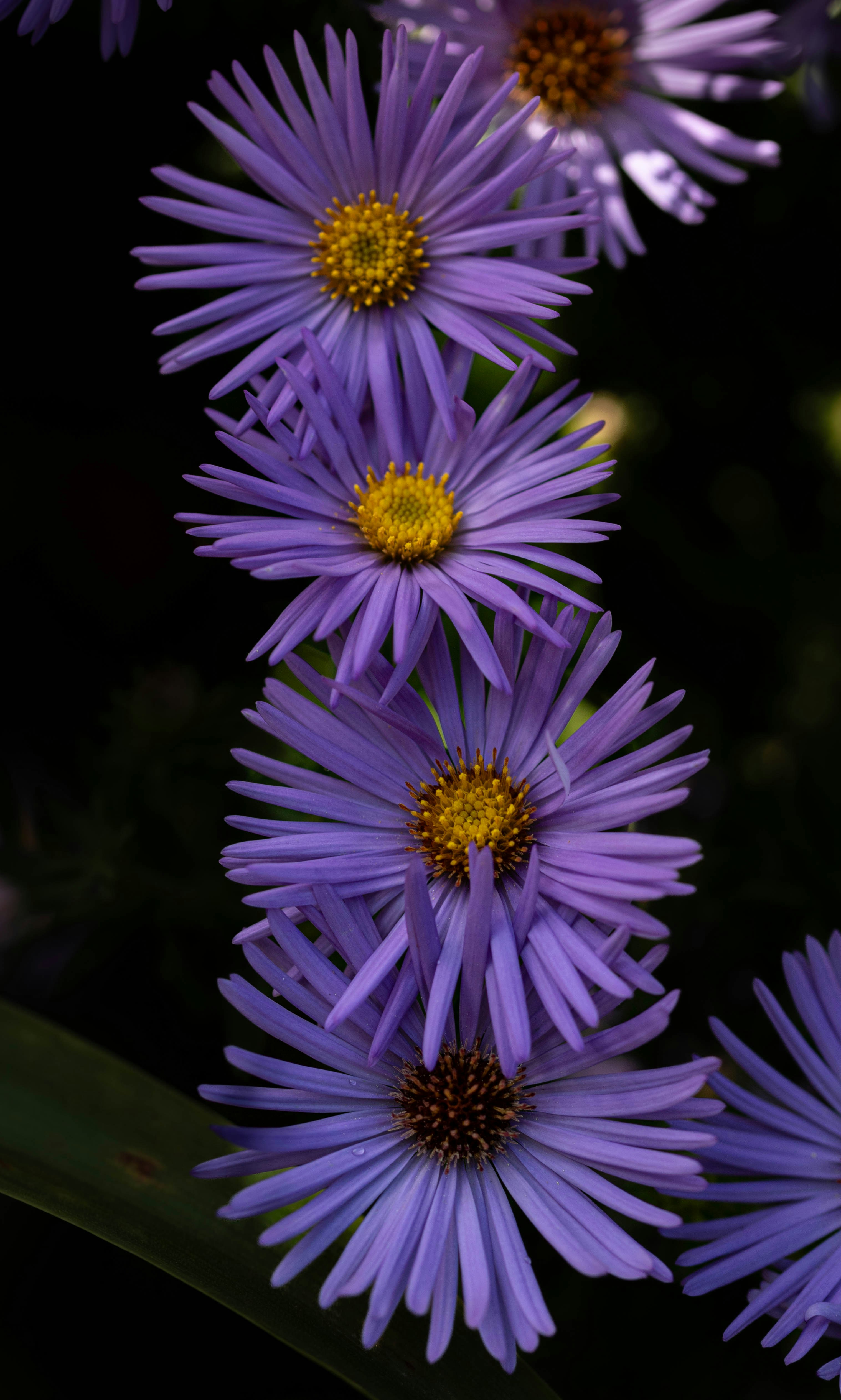 a group of purple flowers sitting on top of a lush green field