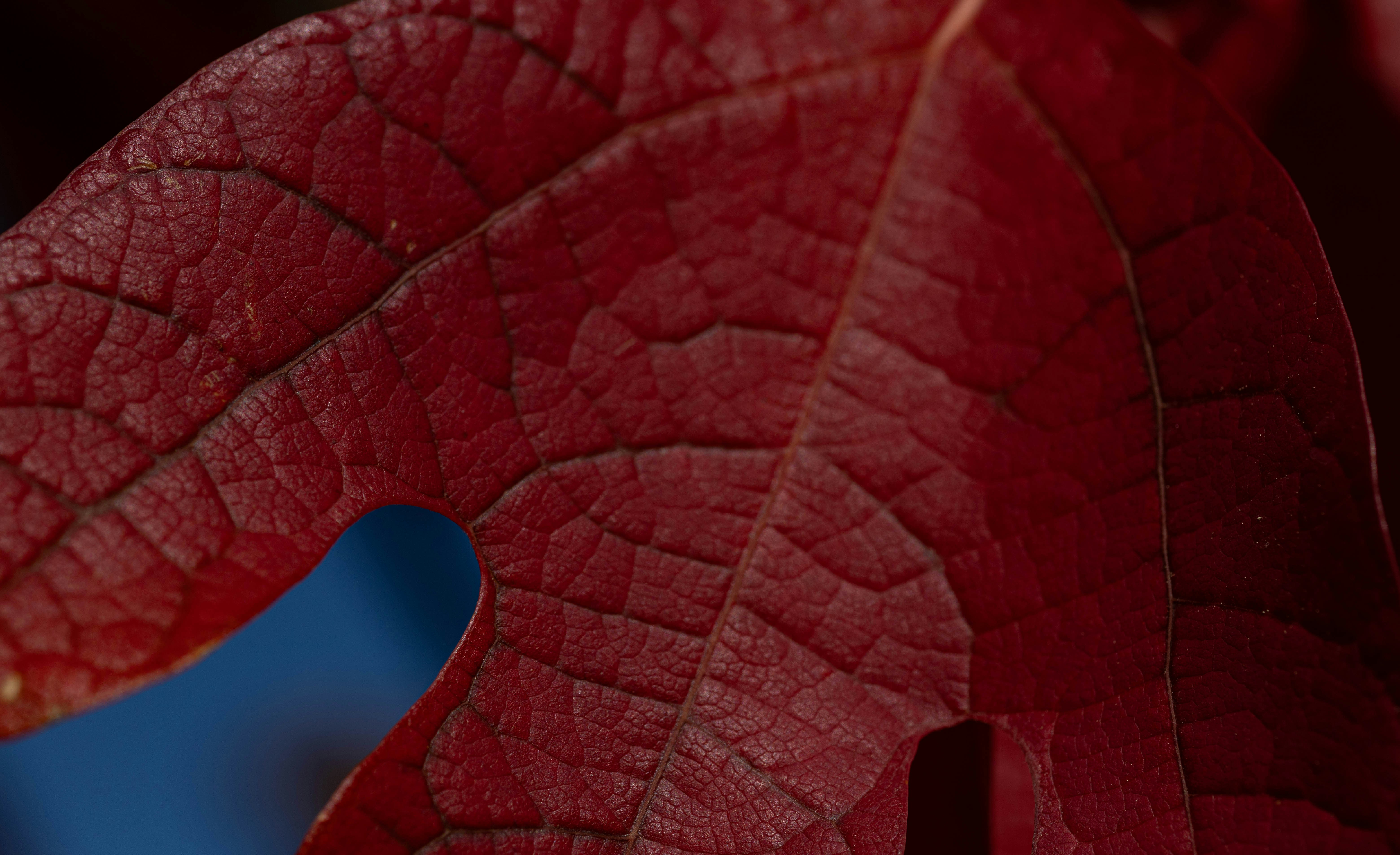 Crimson Vein: A Leaf's Geometric Mystery