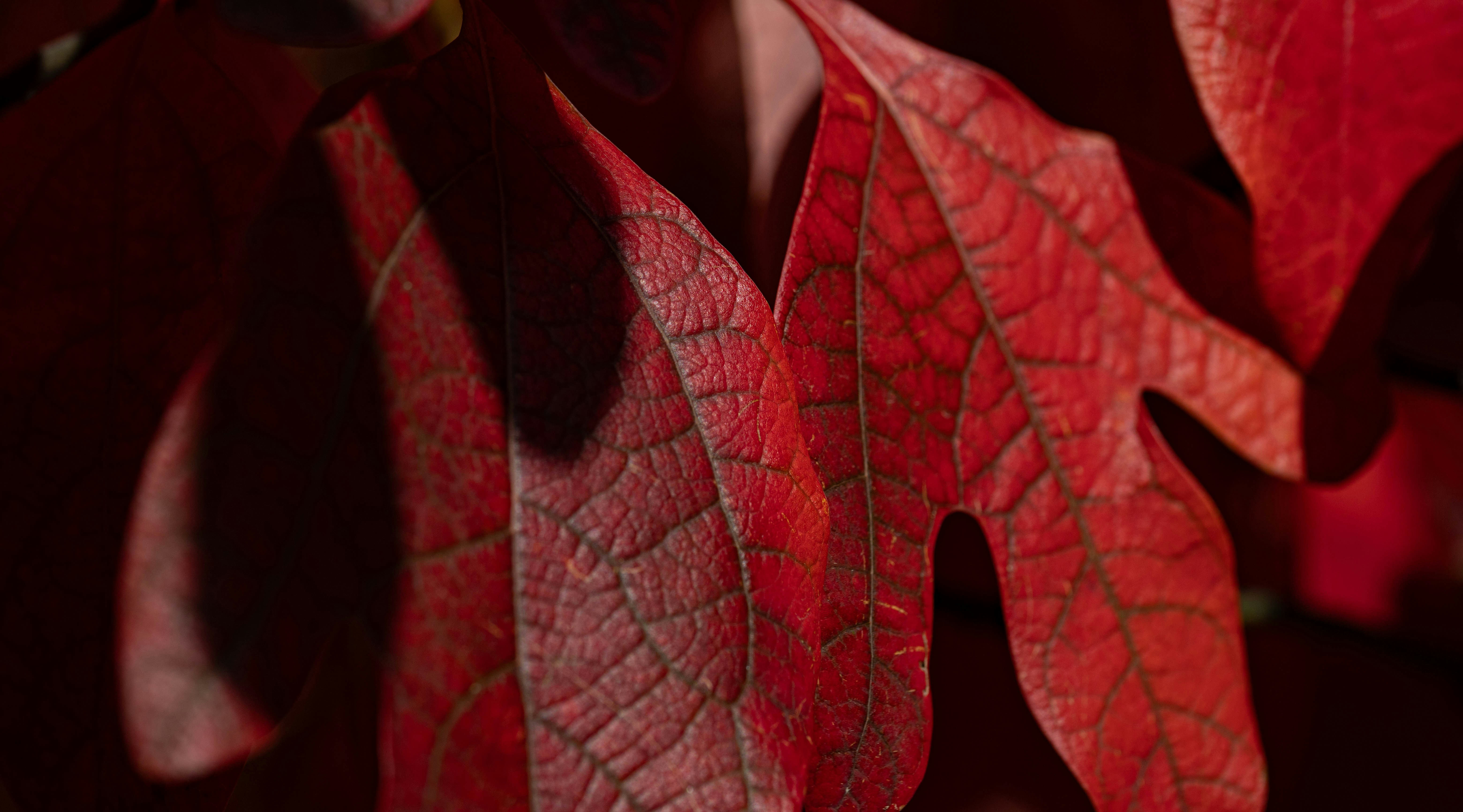 Crimson Veins: Close-up of Autumn Leaves