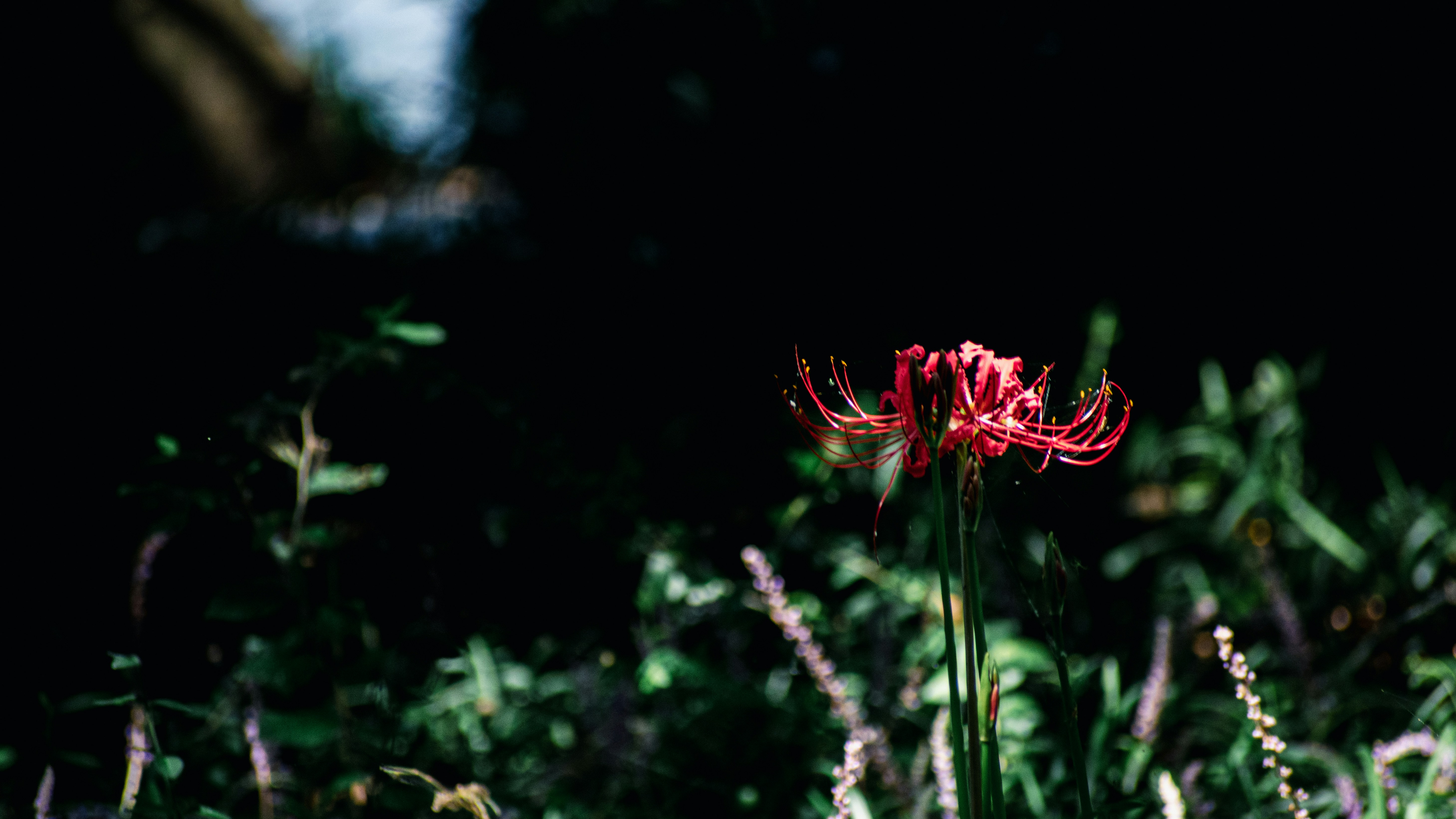 A vibrant red spider lily stands tall amidst a backdrop of dark foliage, showcasing its intricate petals and delicate structure.