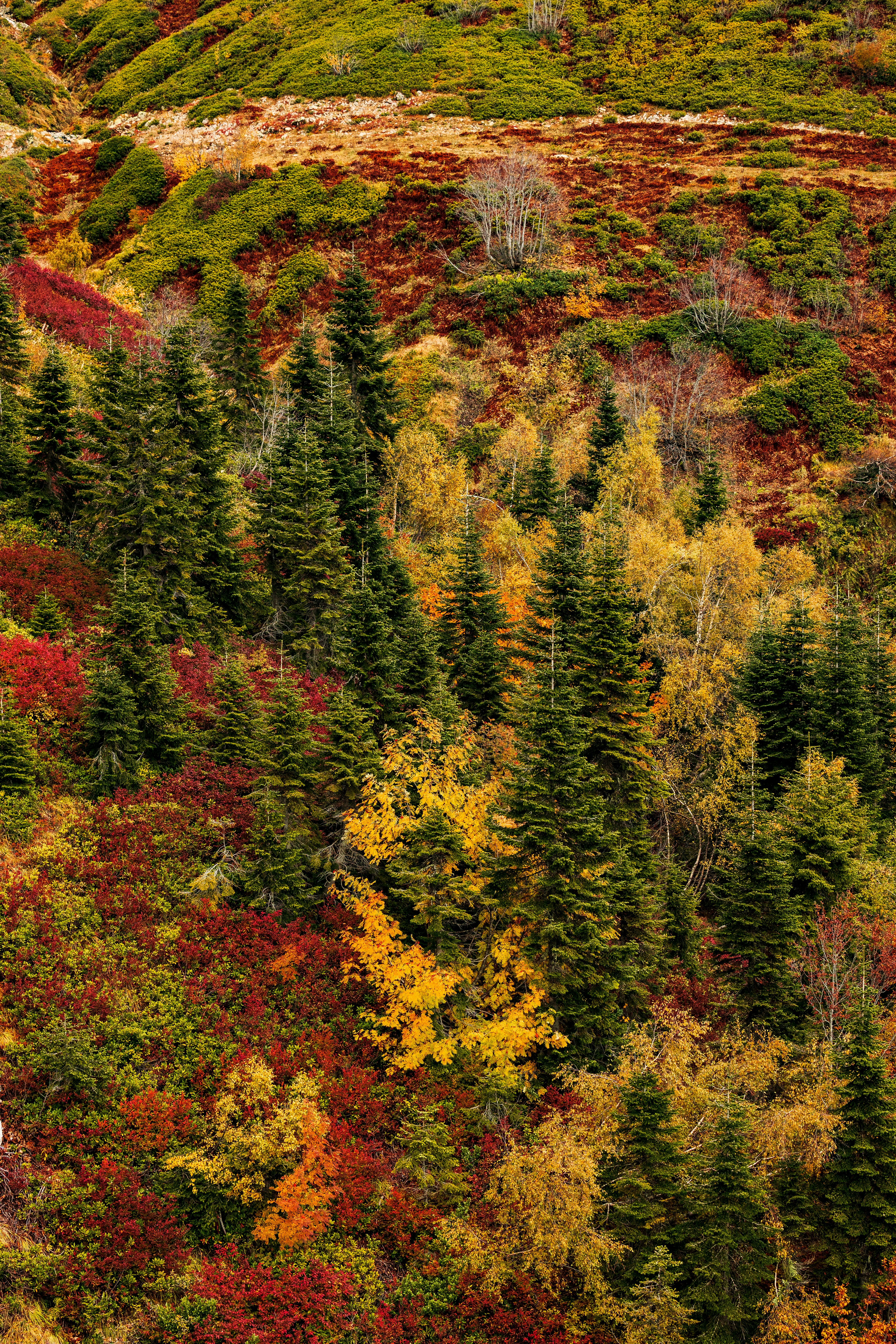 A forest filled with lots of trees covered in fall colors photo – Free ...