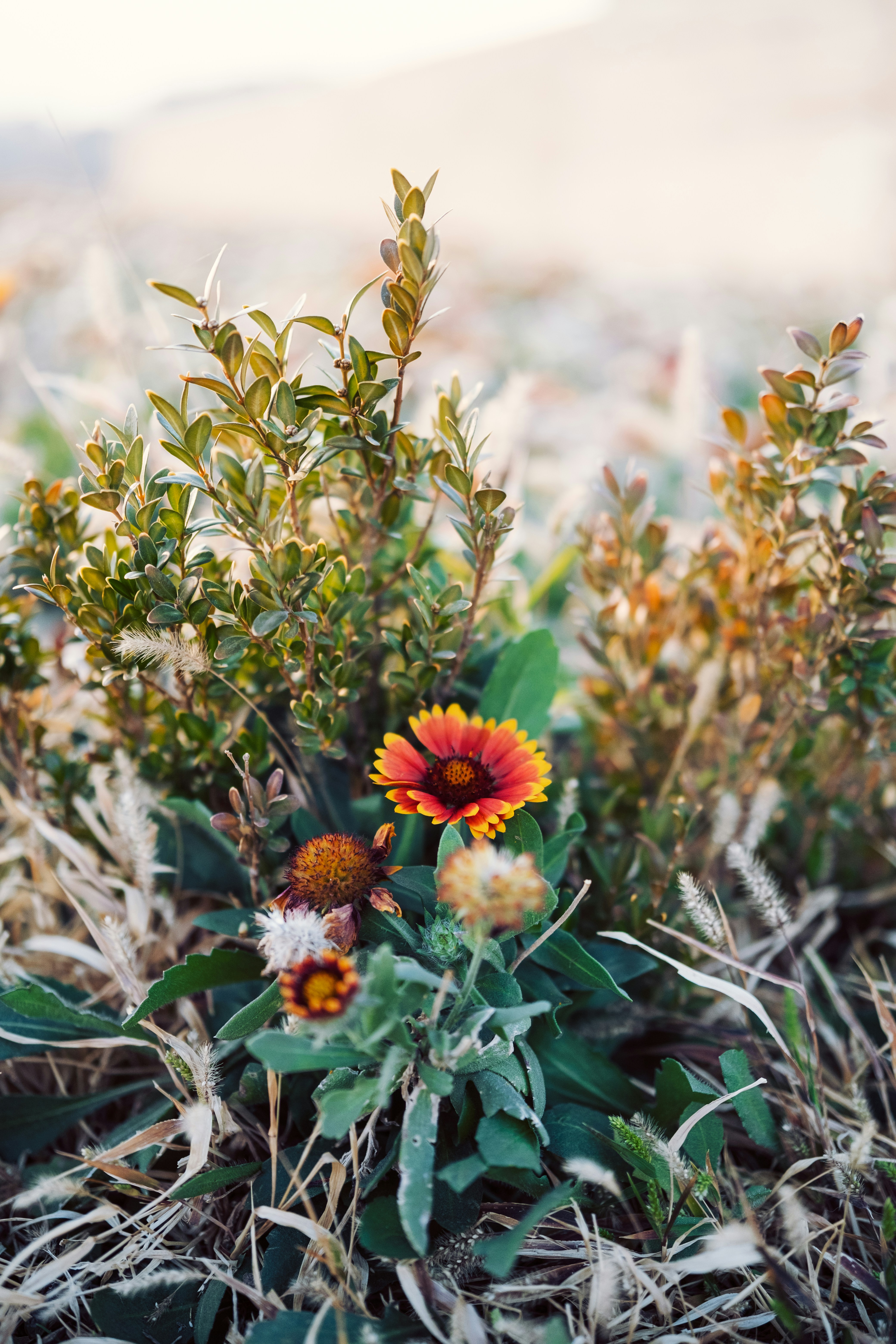 a flower in the middle of a field of grass