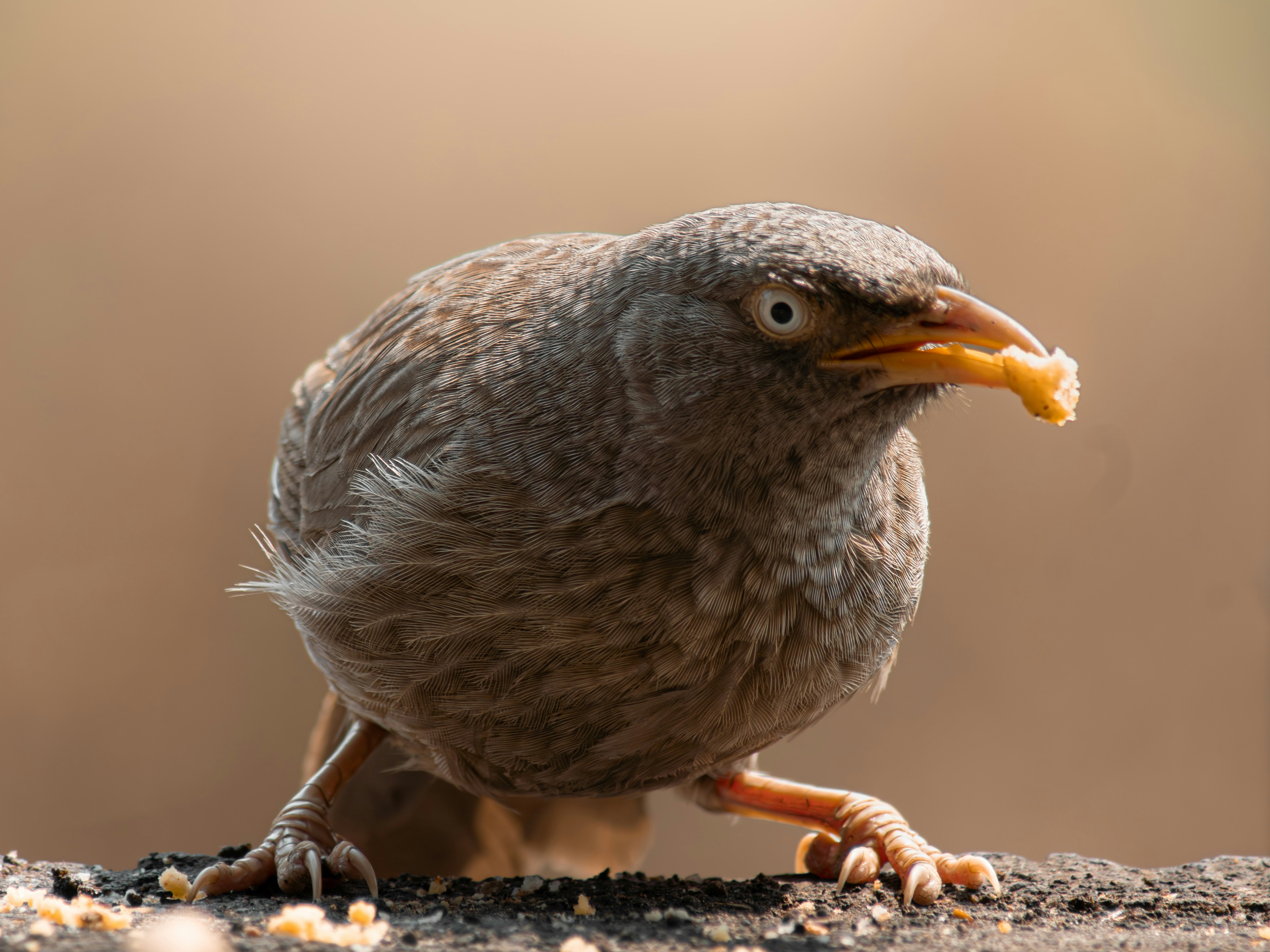 A brown bird with a yellow beak sitting on a ledge photo – Free India ...