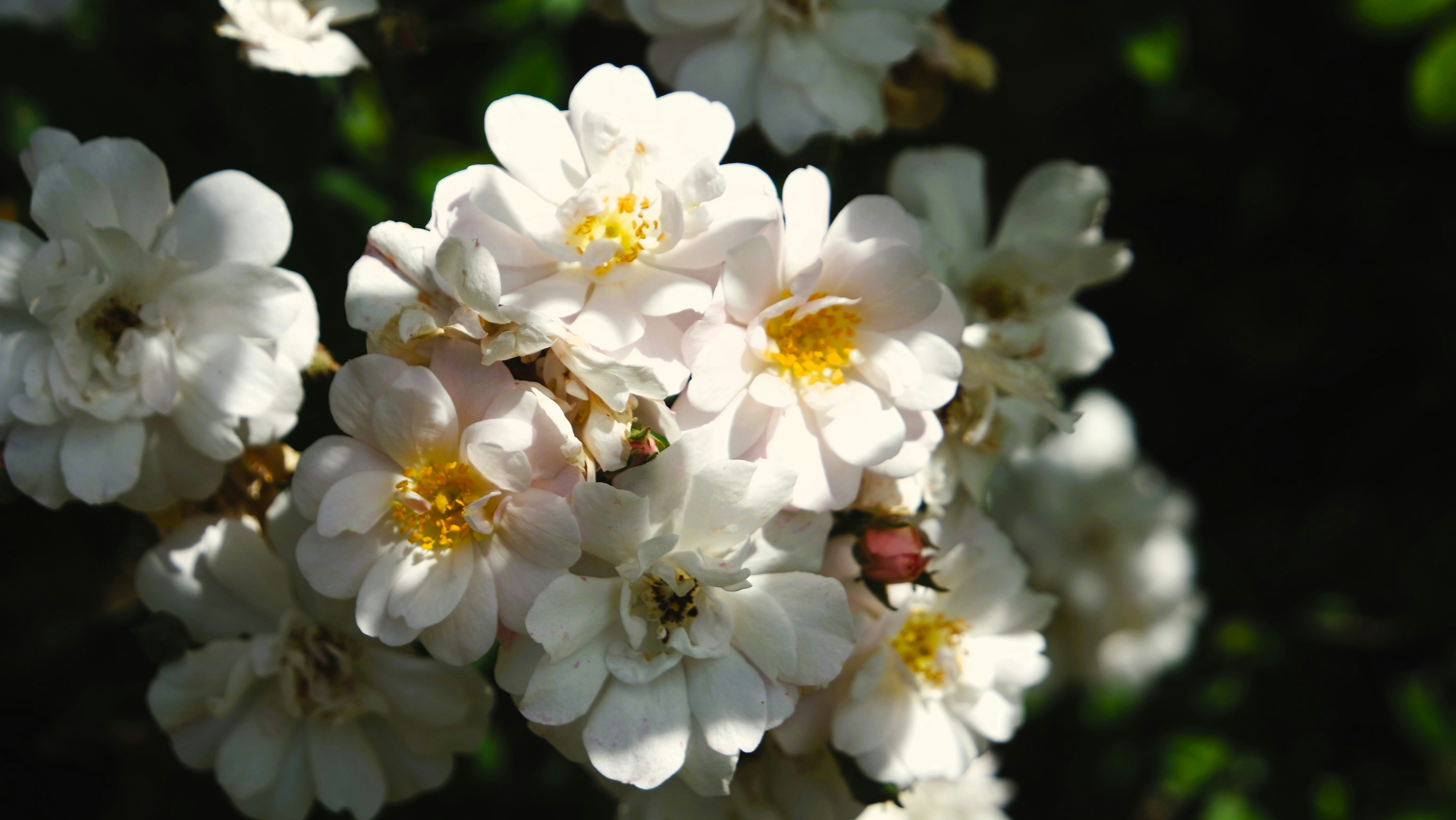 Sun-Dappled White Blossom Cluster in a Quiet Garden