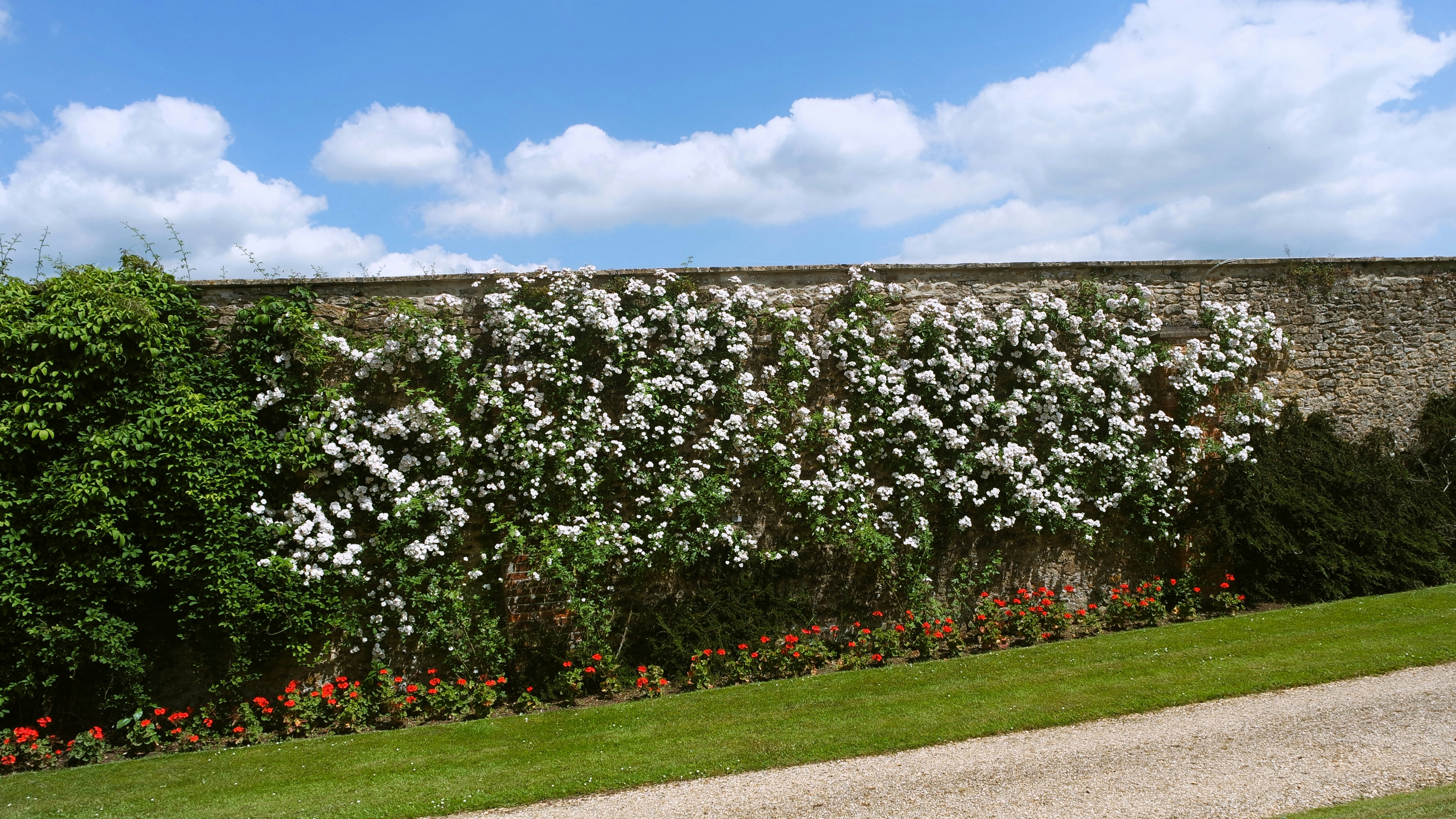 White Bloom Curtain Draped Across a Brick Wall, Framing a Ribbon of Red in the Garden