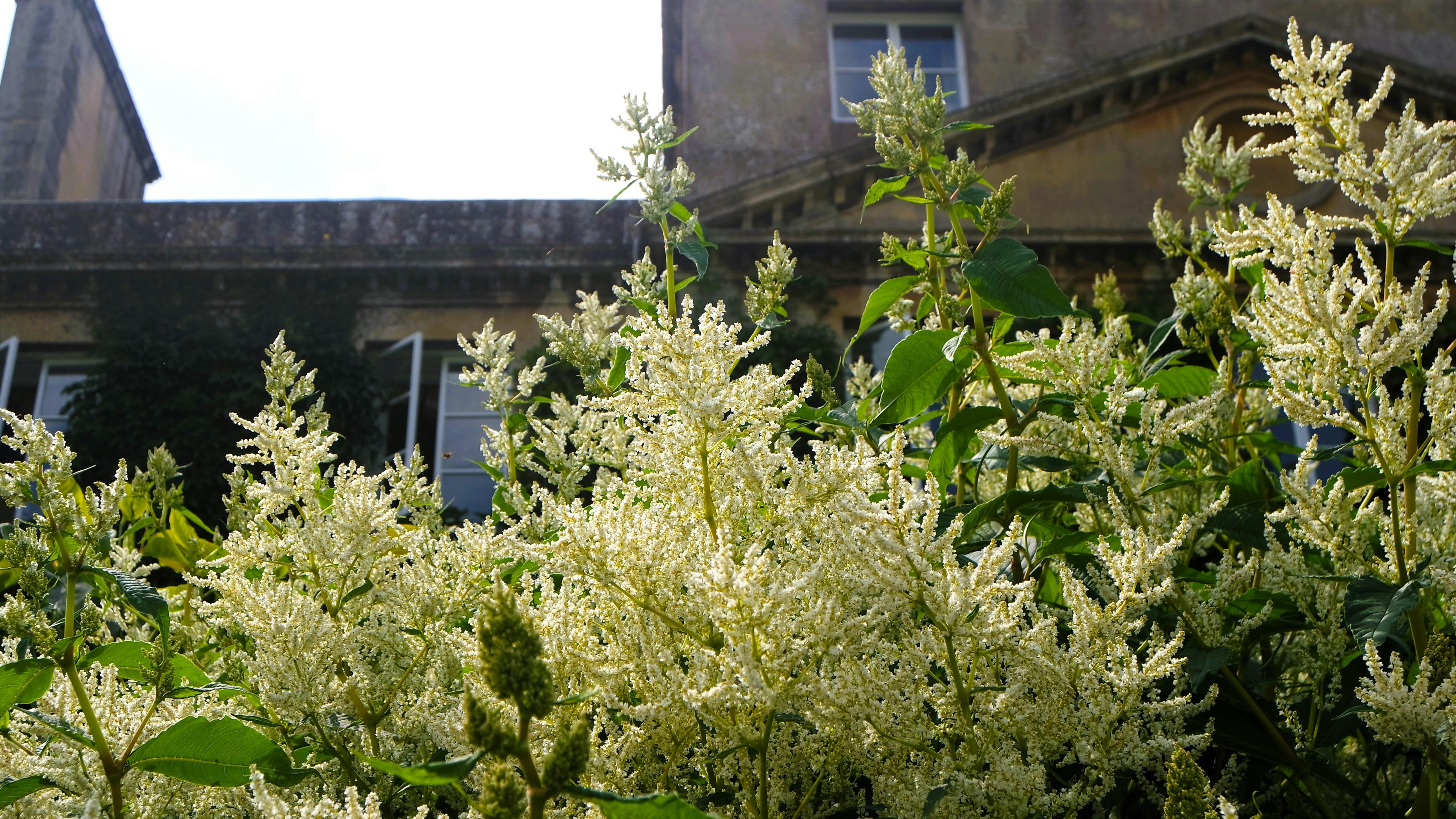 Cream Astilbe Plumes Line a Stone Hedge in Summer Light