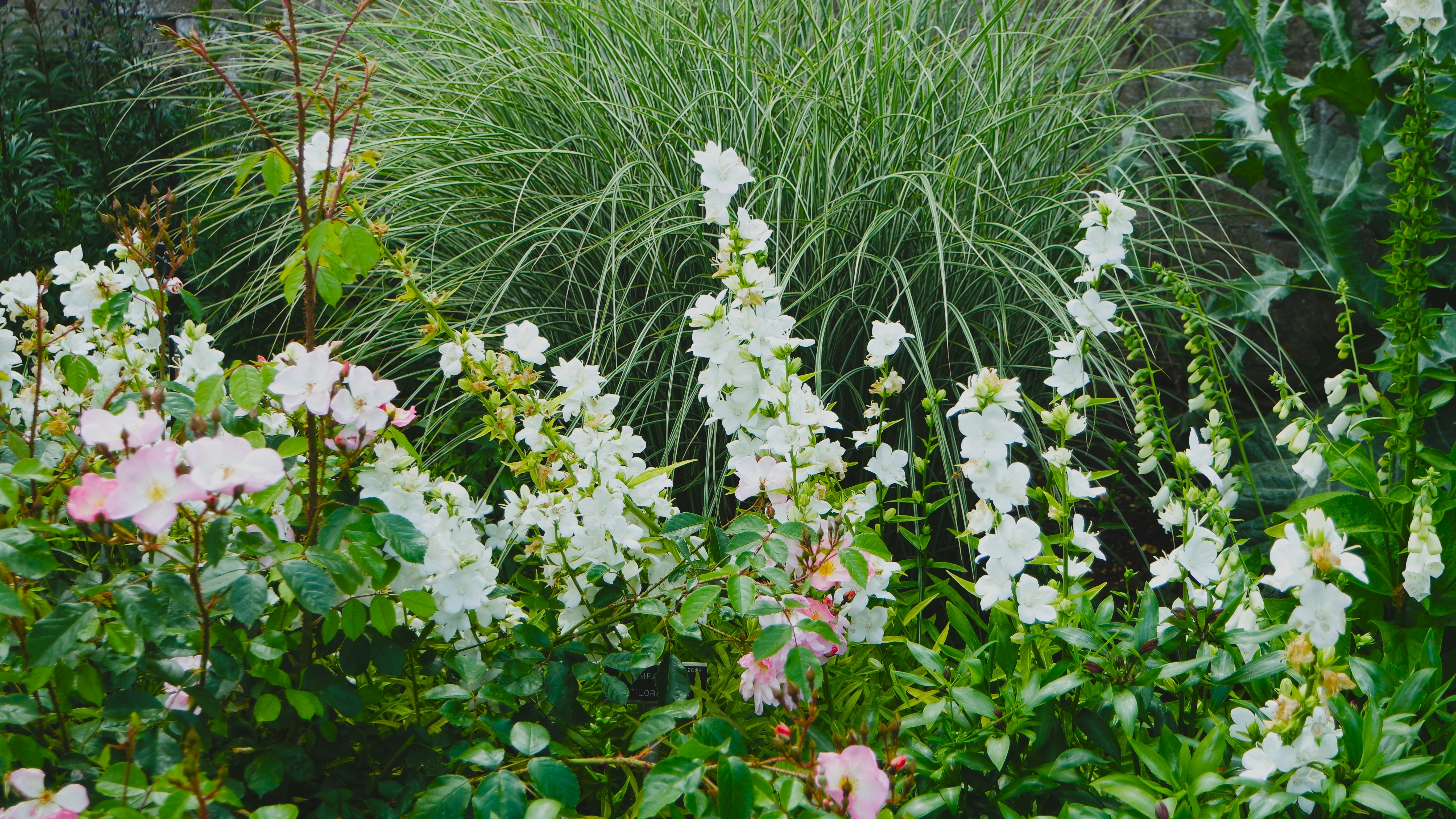 Whispers of White and Blush in a Garden of Grasses