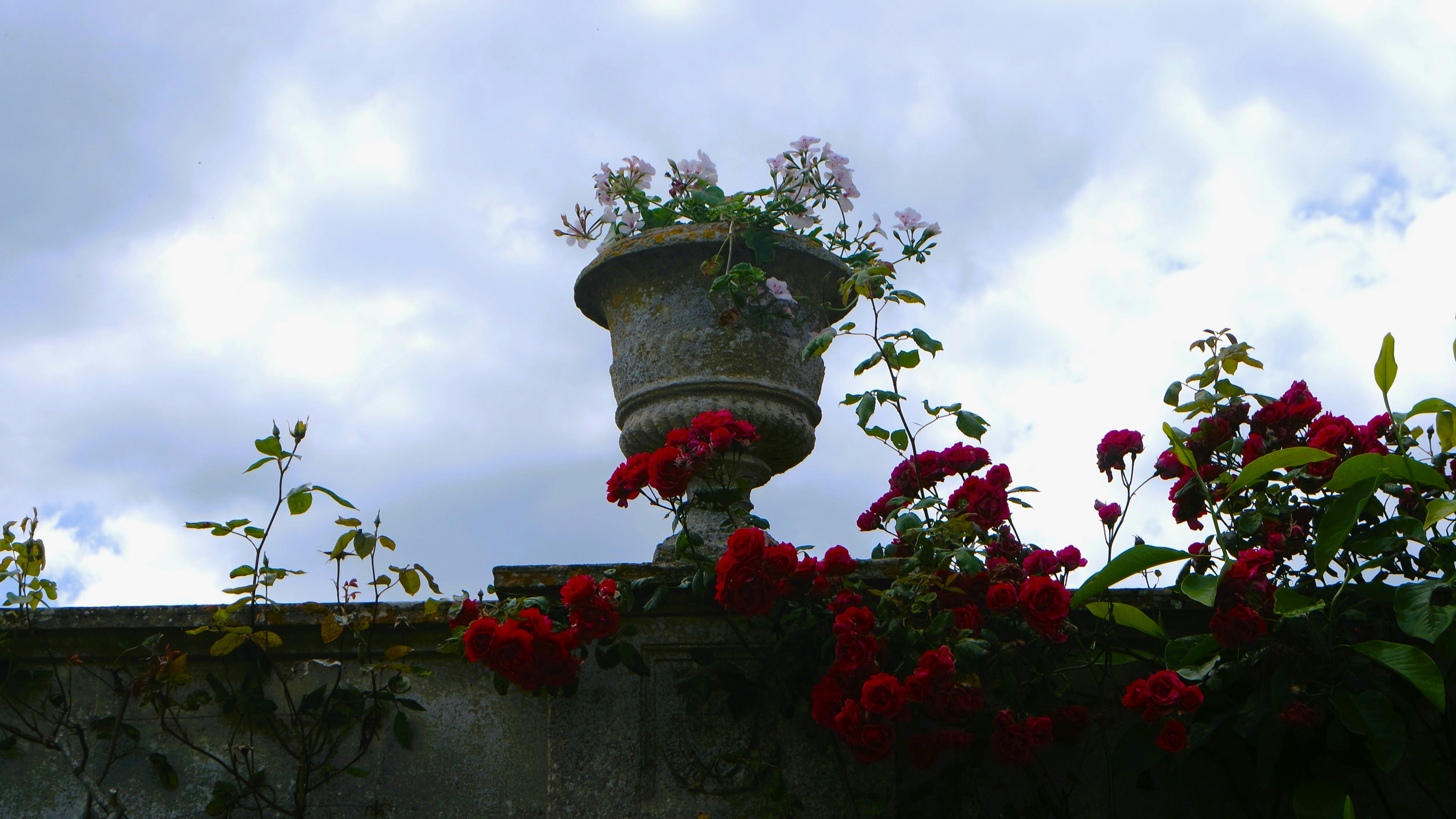 Crimson Blooms Crown a Rooftop Ledge Beneath a Brooding Sky