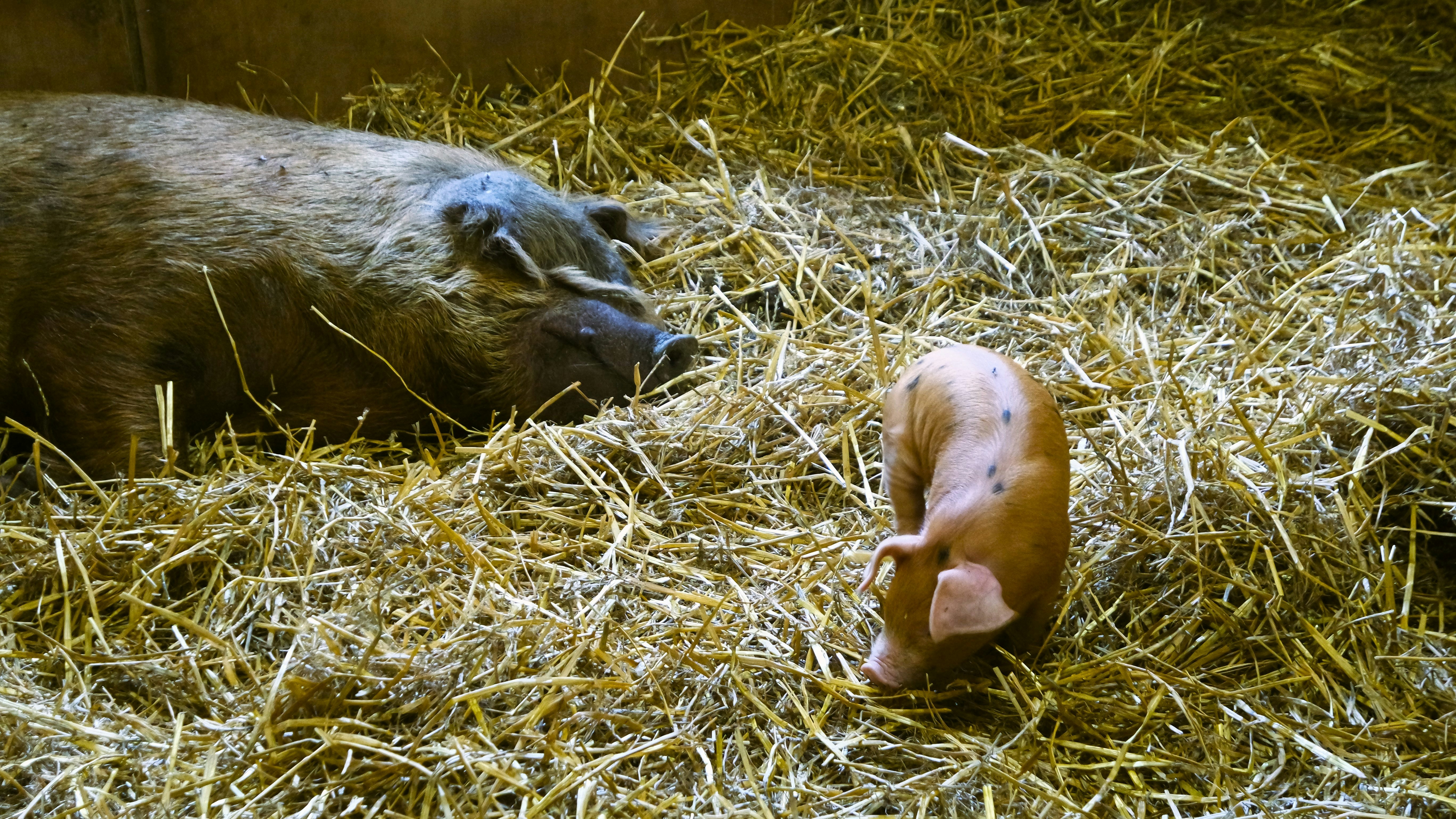 Straw-field Tranquility: A Boar and Piglet Share a Quiet Moment