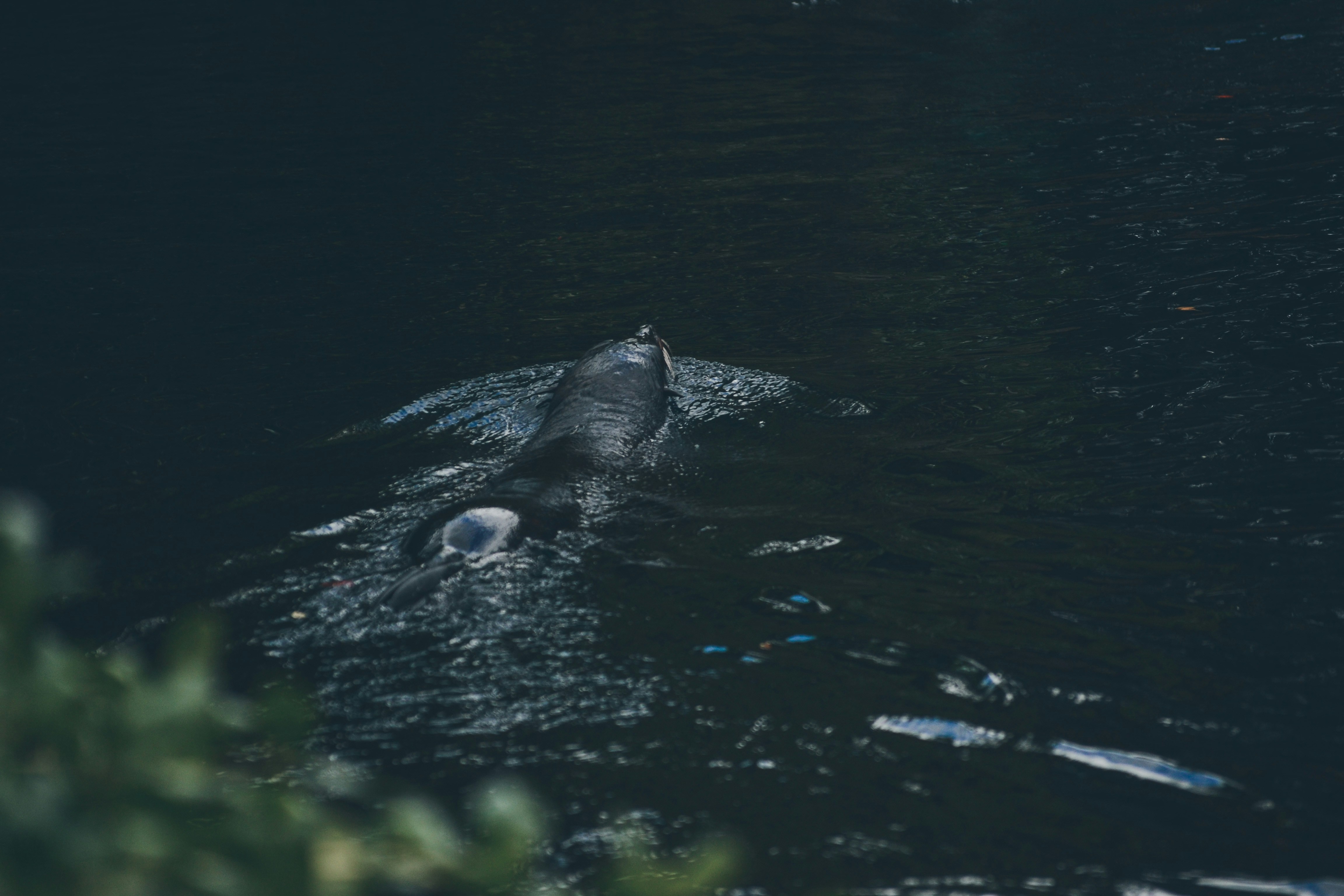 Un animal grande nadando en un cuerpo de agua foto – Imagen de Animal ...