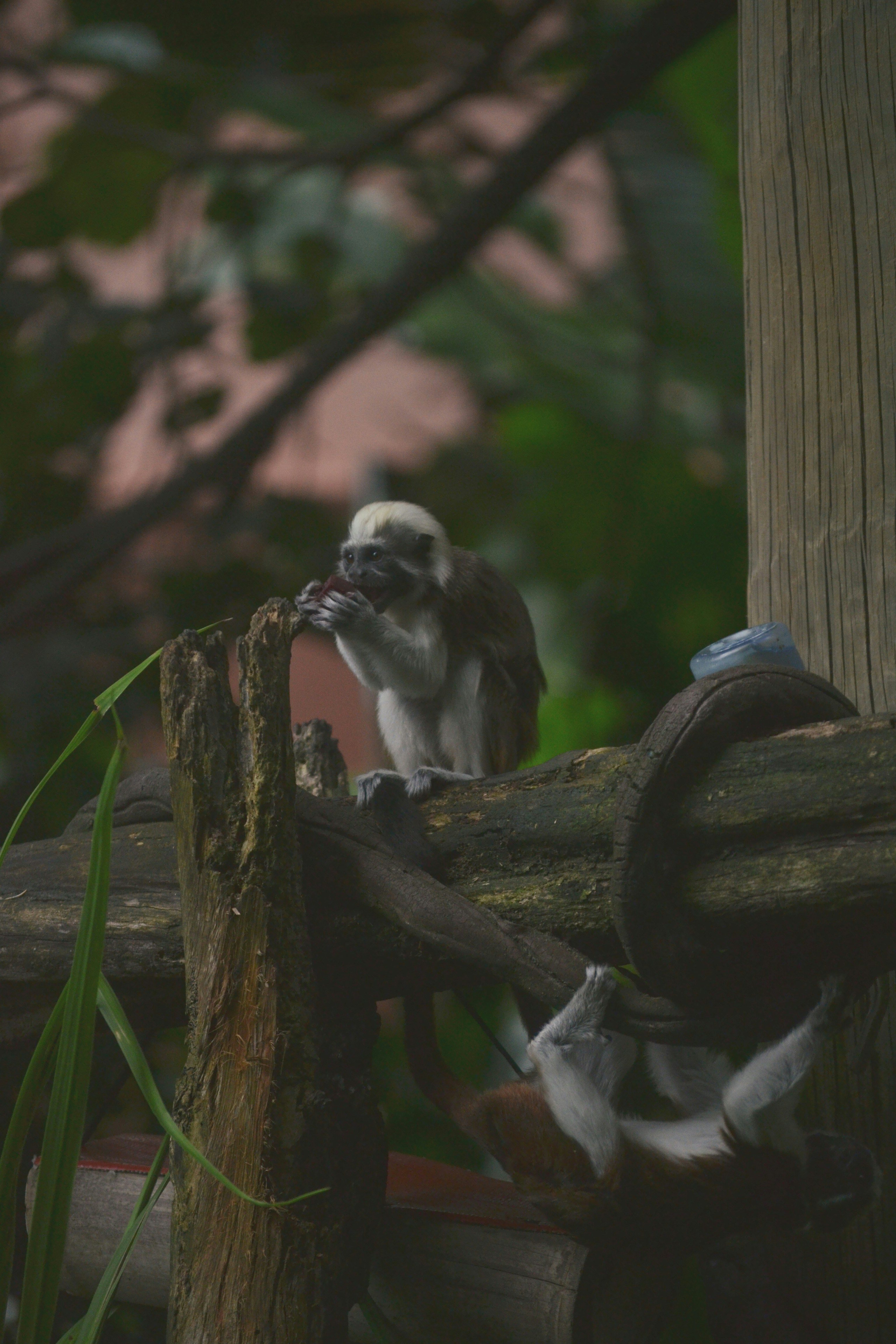 Capuchin on a Weathered Rail: Quiet Moment in Dappled Shade