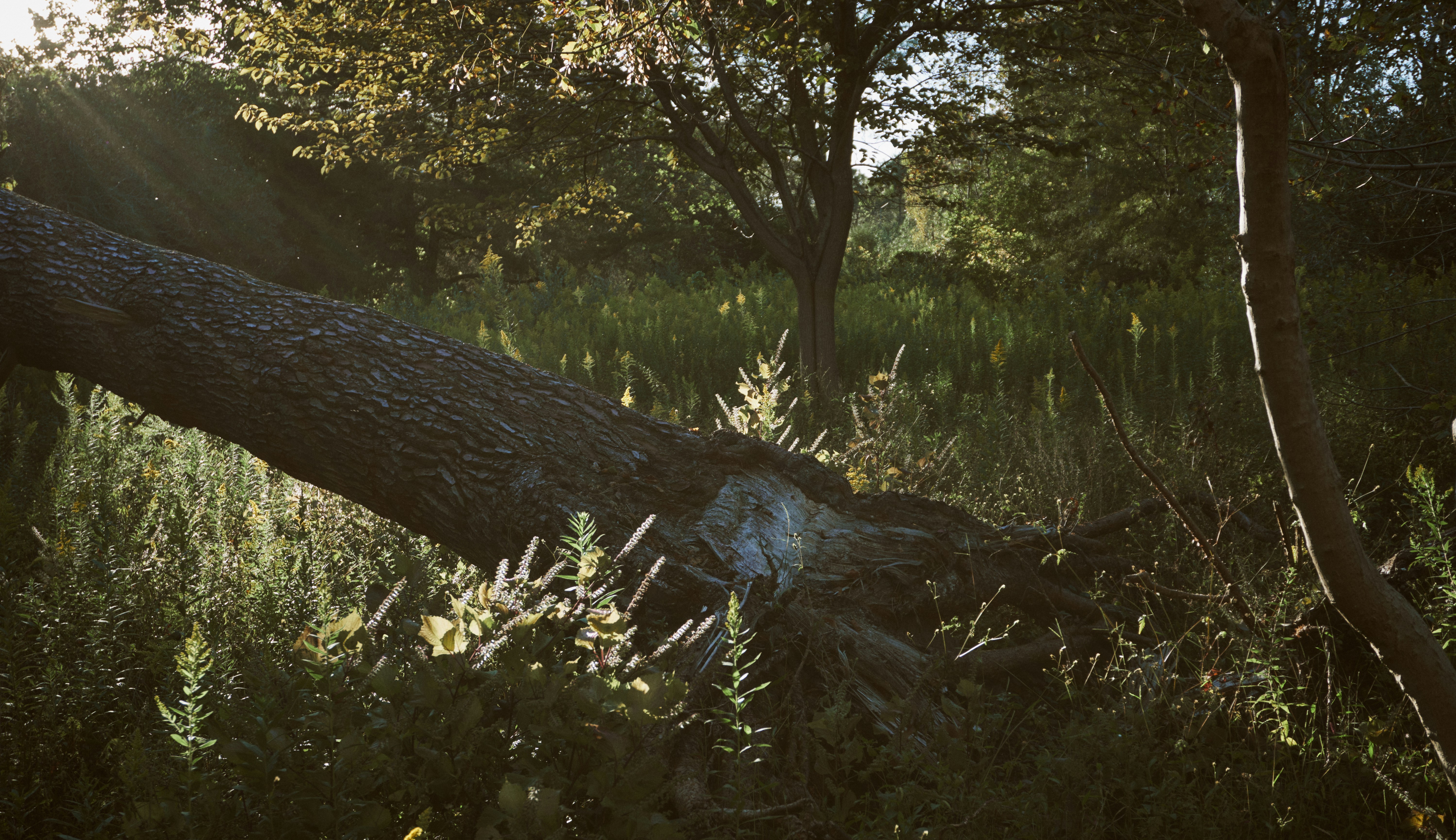 A tree that has fallen over in a field photo – Free Tree Image on Unsplash