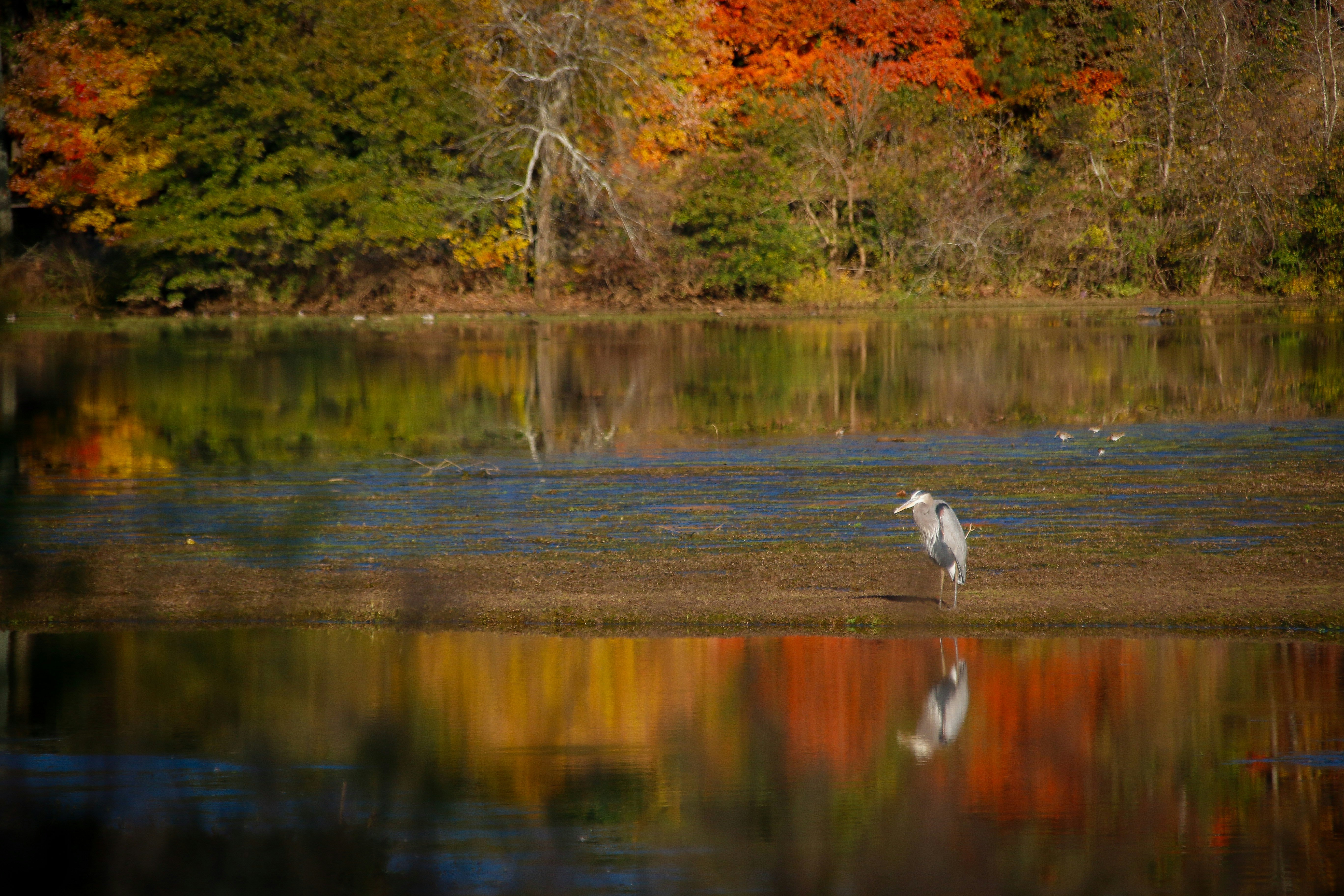 Autumn Shoreline Reverie with Heron Silhouette