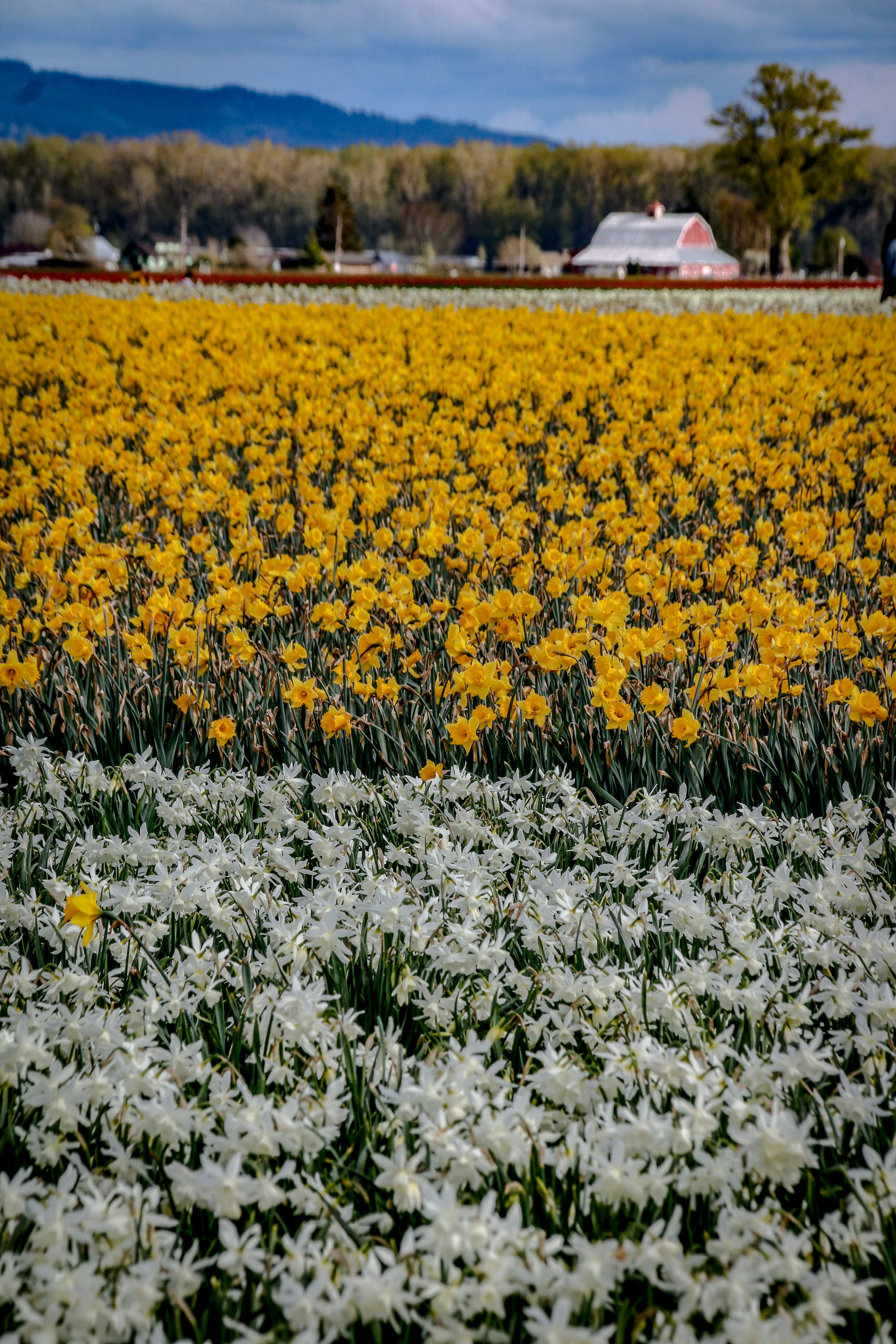Golden Daffodil Field Framed by White Blooms and a Red-Roof Barn