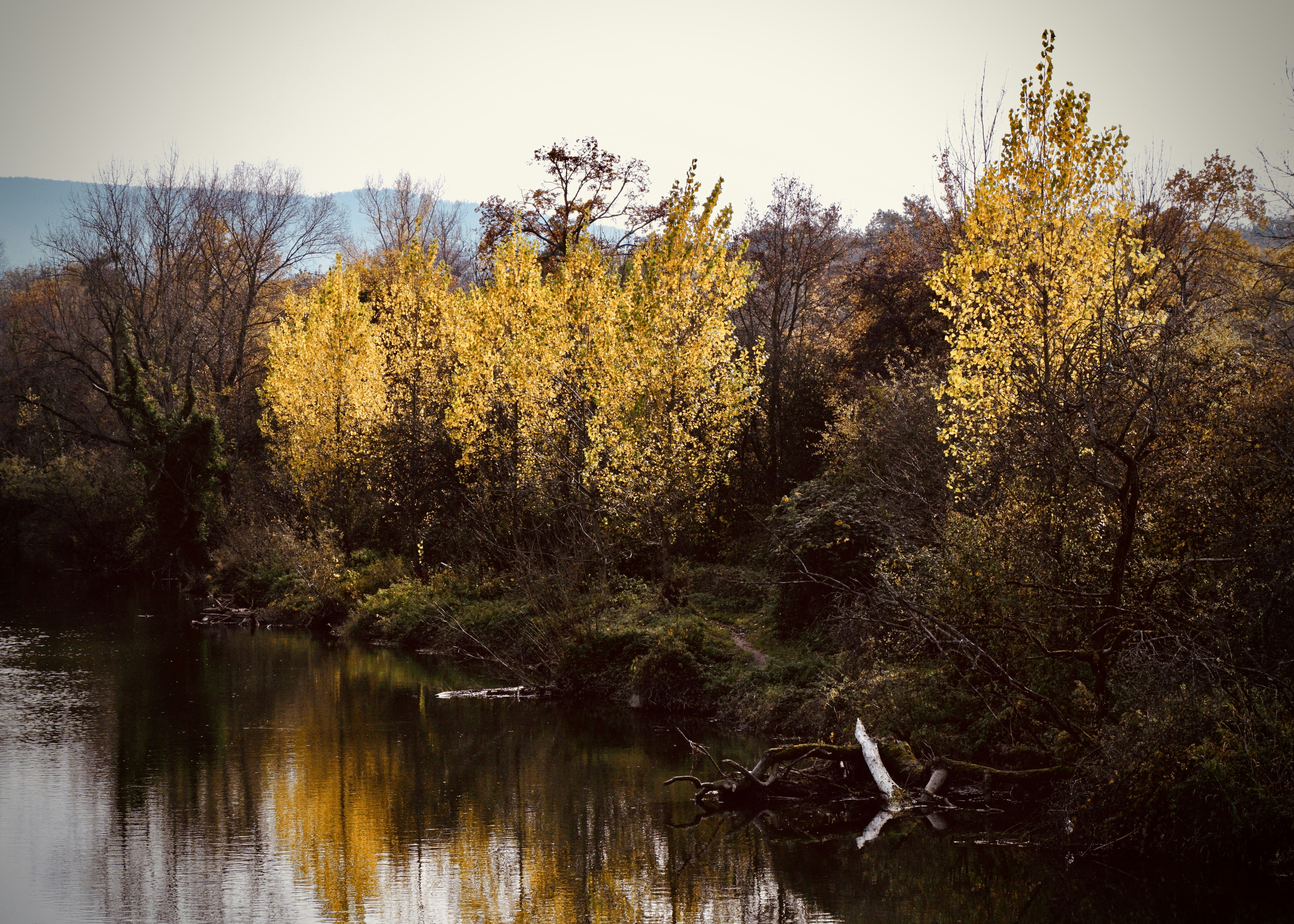 A body of water surrounded by trees with yellow leaves photo – Free ...