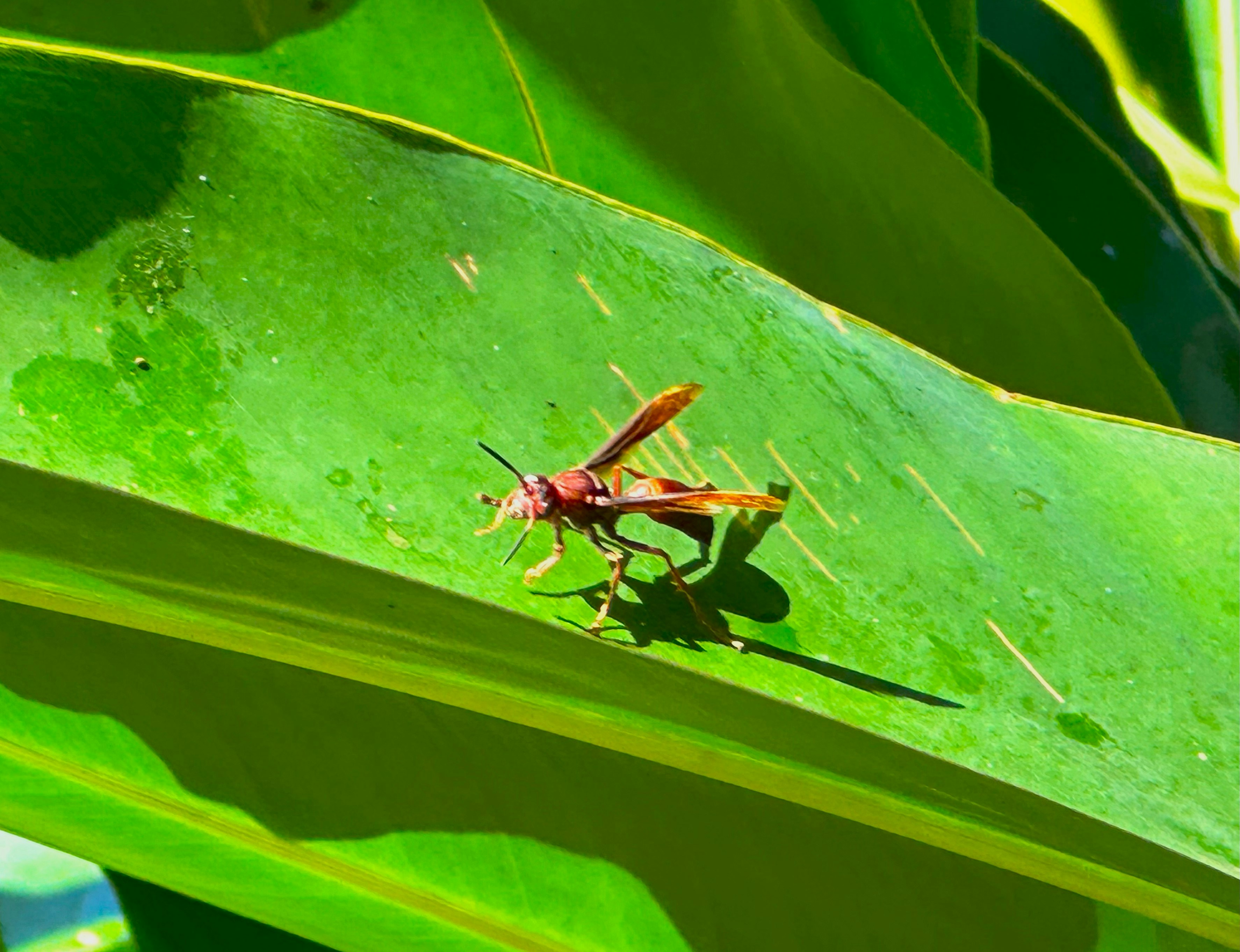 Un insecto sentado encima de una hoja verde foto – Imagen de Animal ...