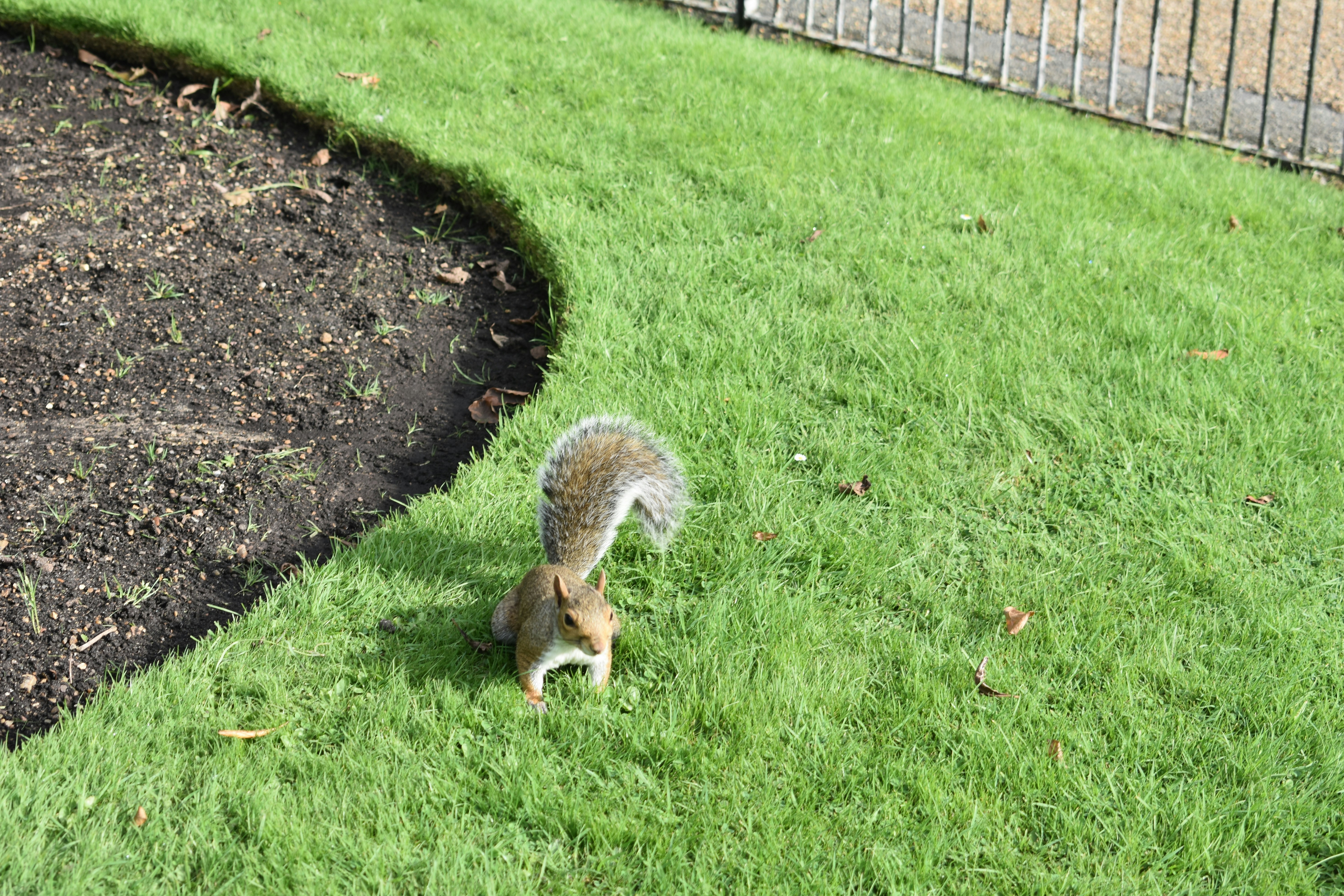 Mid-Stride Squirrel on a Sunlit Park Lawn