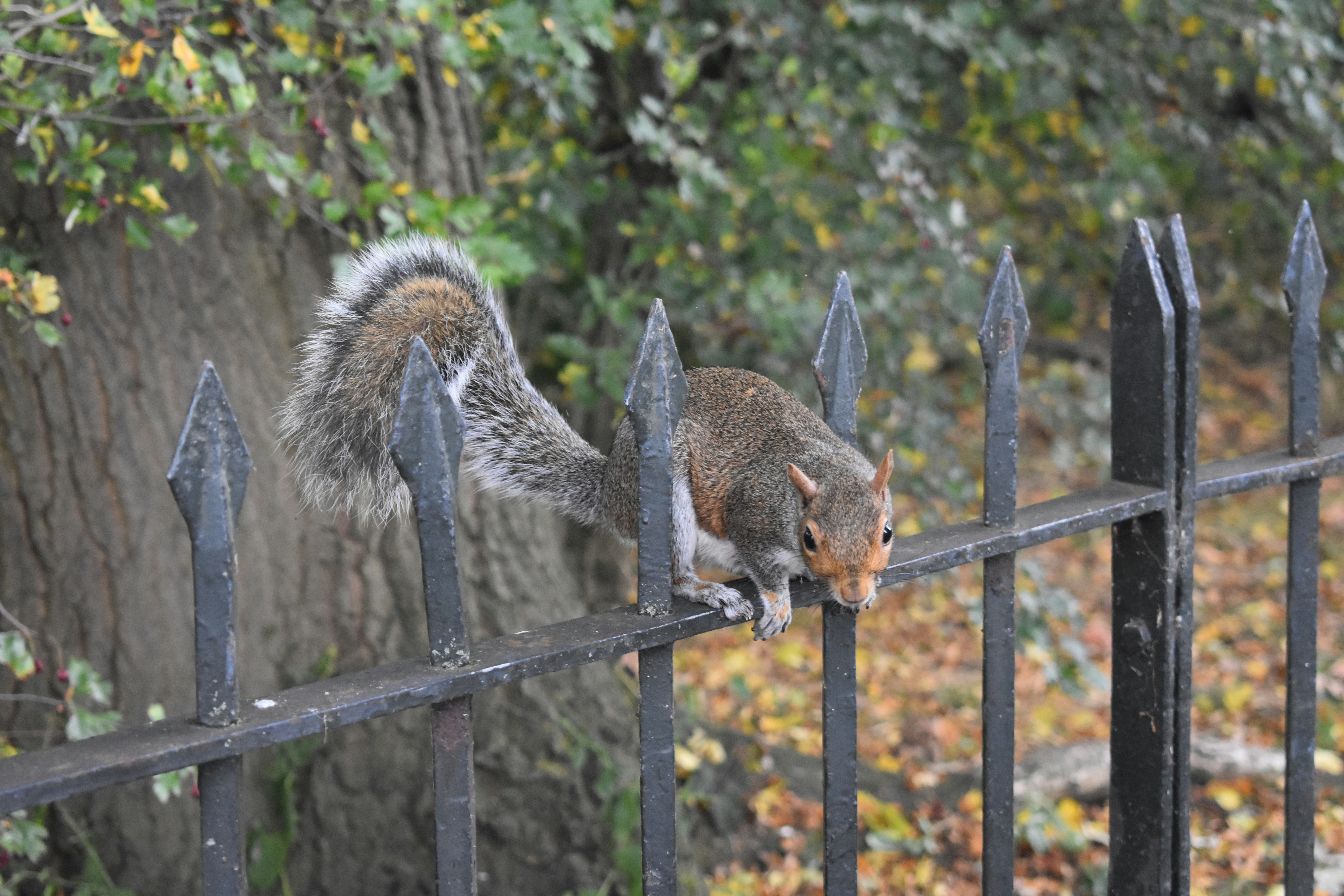 Squirrel poised on a metal fence against a backdrop of autumn leaves and textured bark.