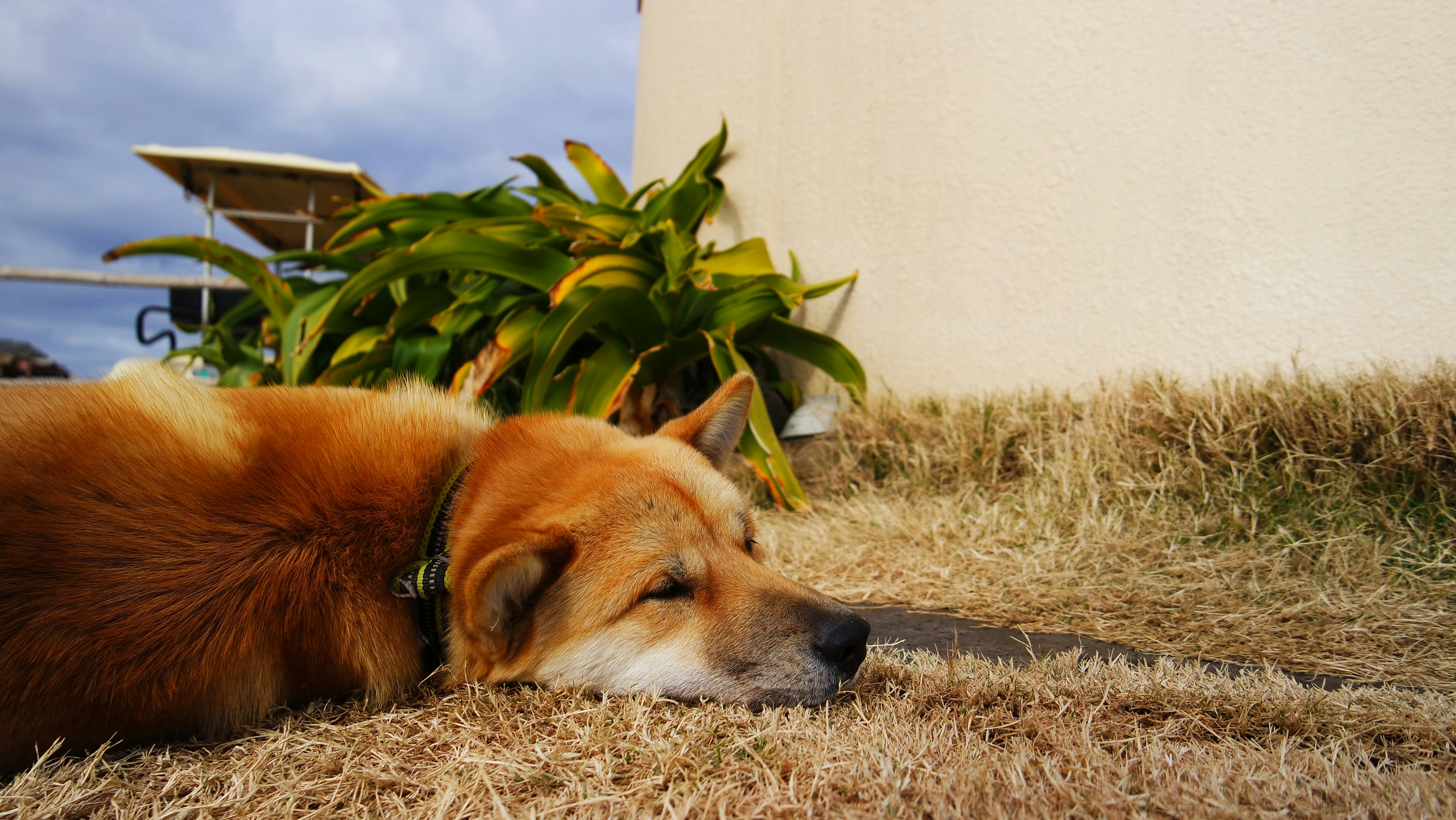 A relaxed dog resting on dry grass, with lush green foliage in the background and a hint of a cloudy sky above.
