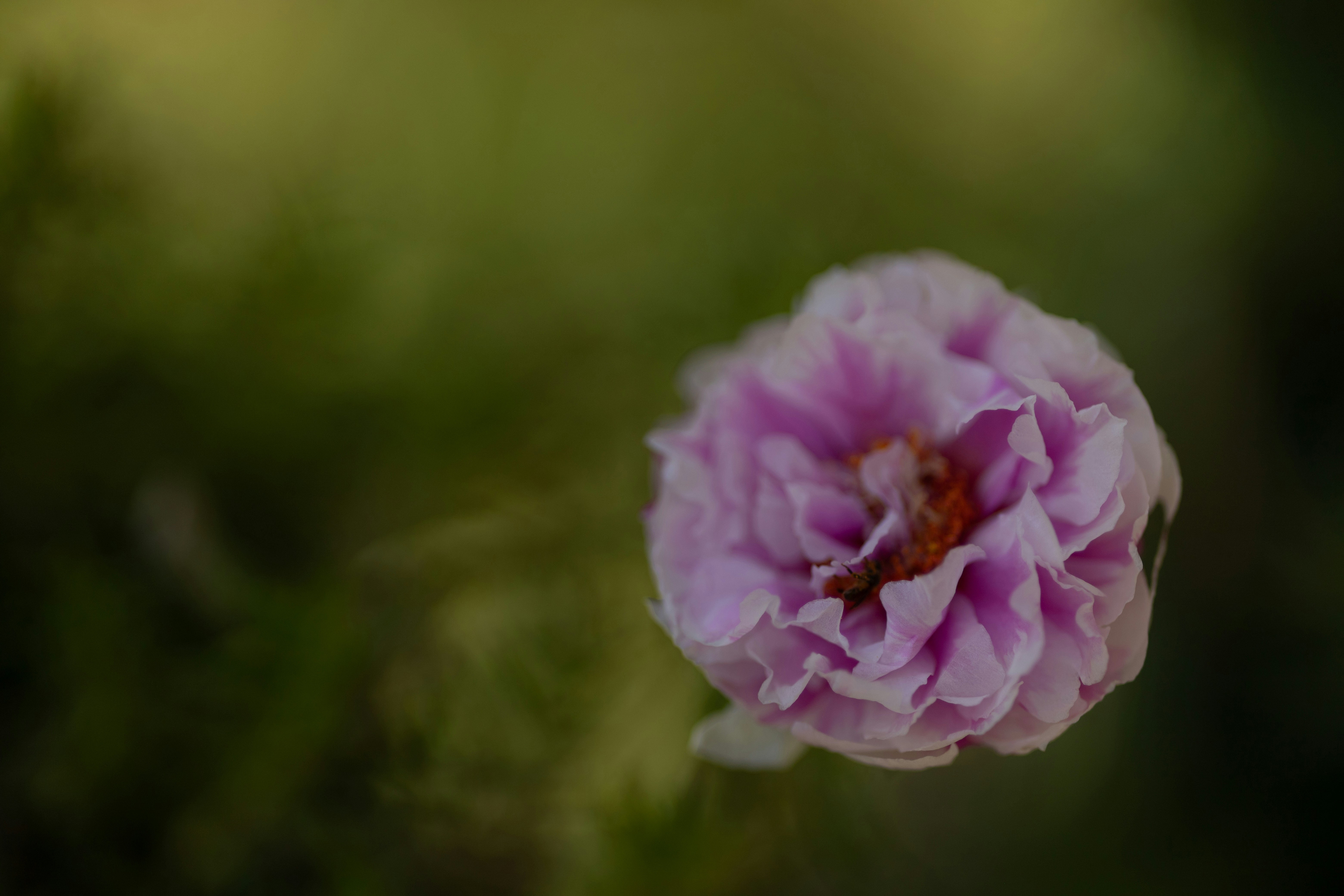 Pink Peony on Velvet Green: a solitary bloom in soft focus