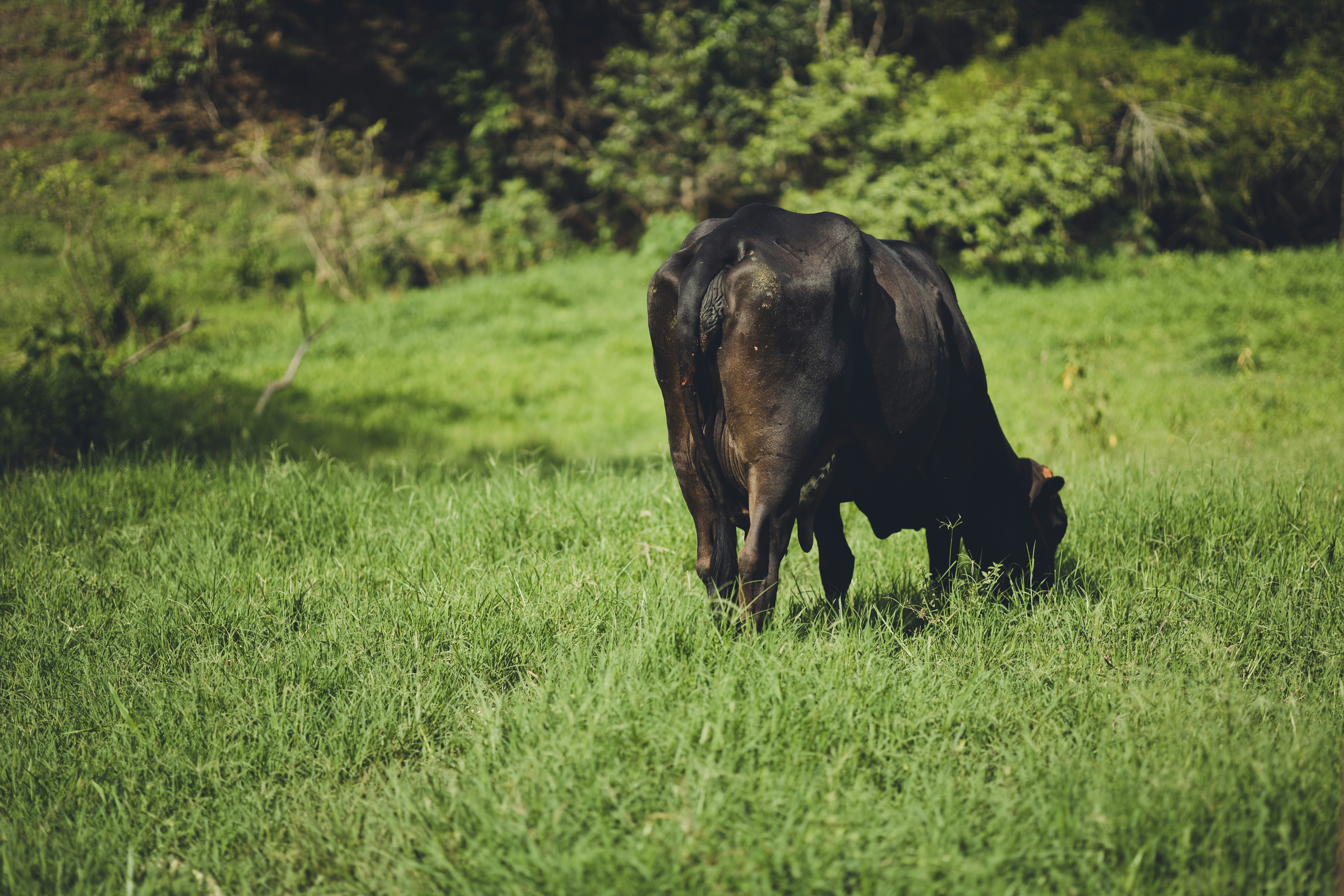 Pasture Portrait: A Black Cow Grazes Under Dappled Sunlight