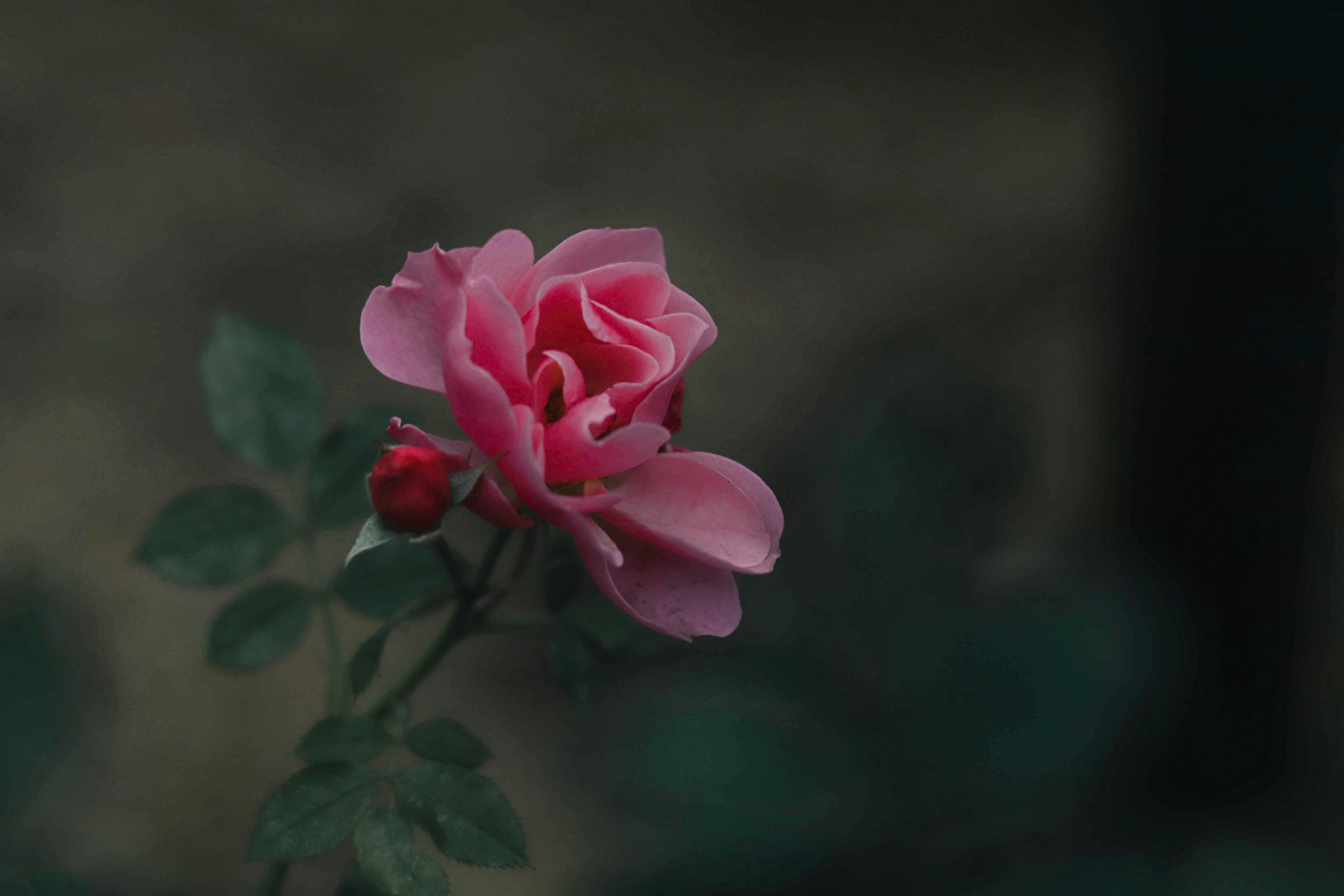 Photo by Dayna Wilkinson with Canon EOS 800D