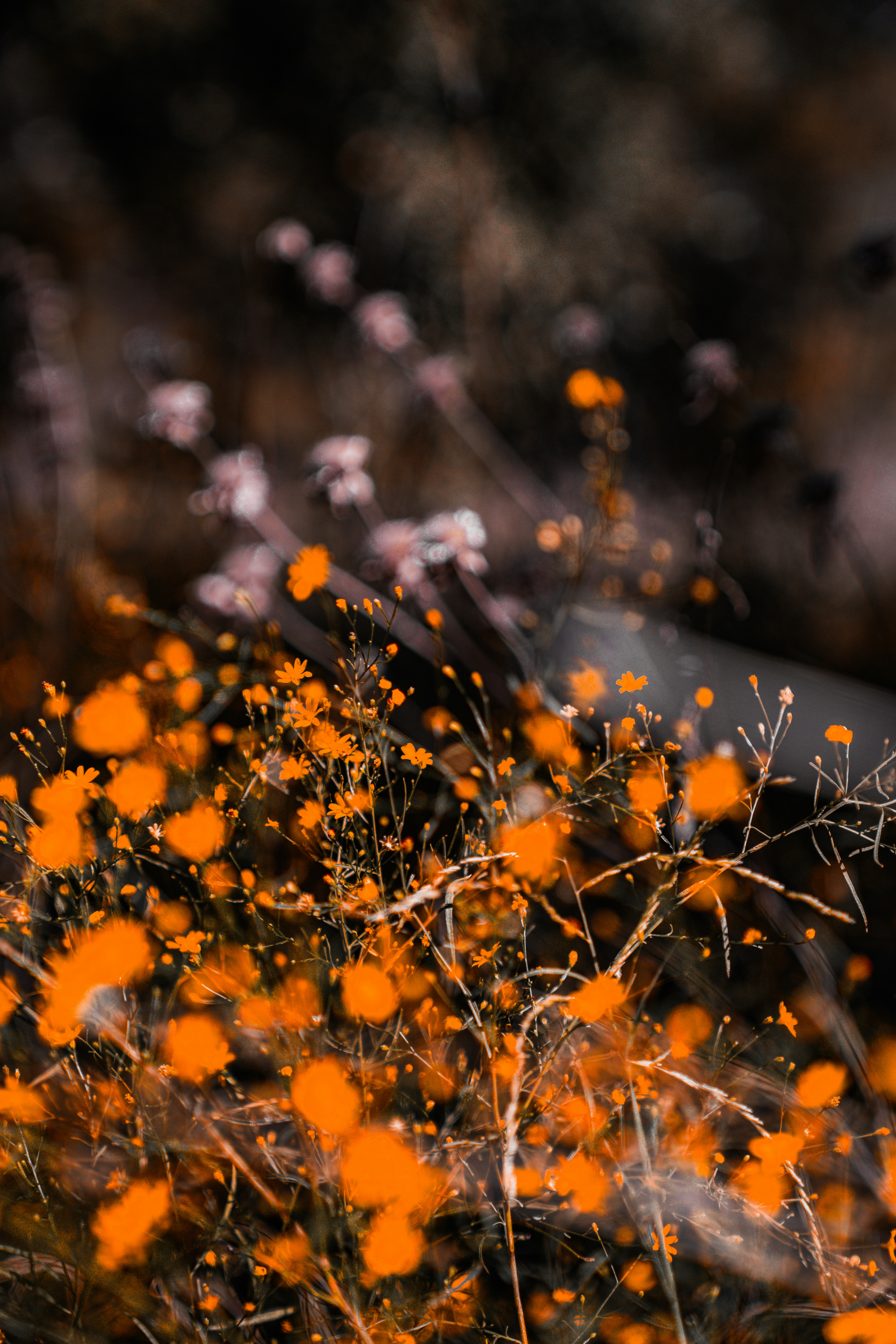 Amber Cascade: Wildflowers in Soft Focus