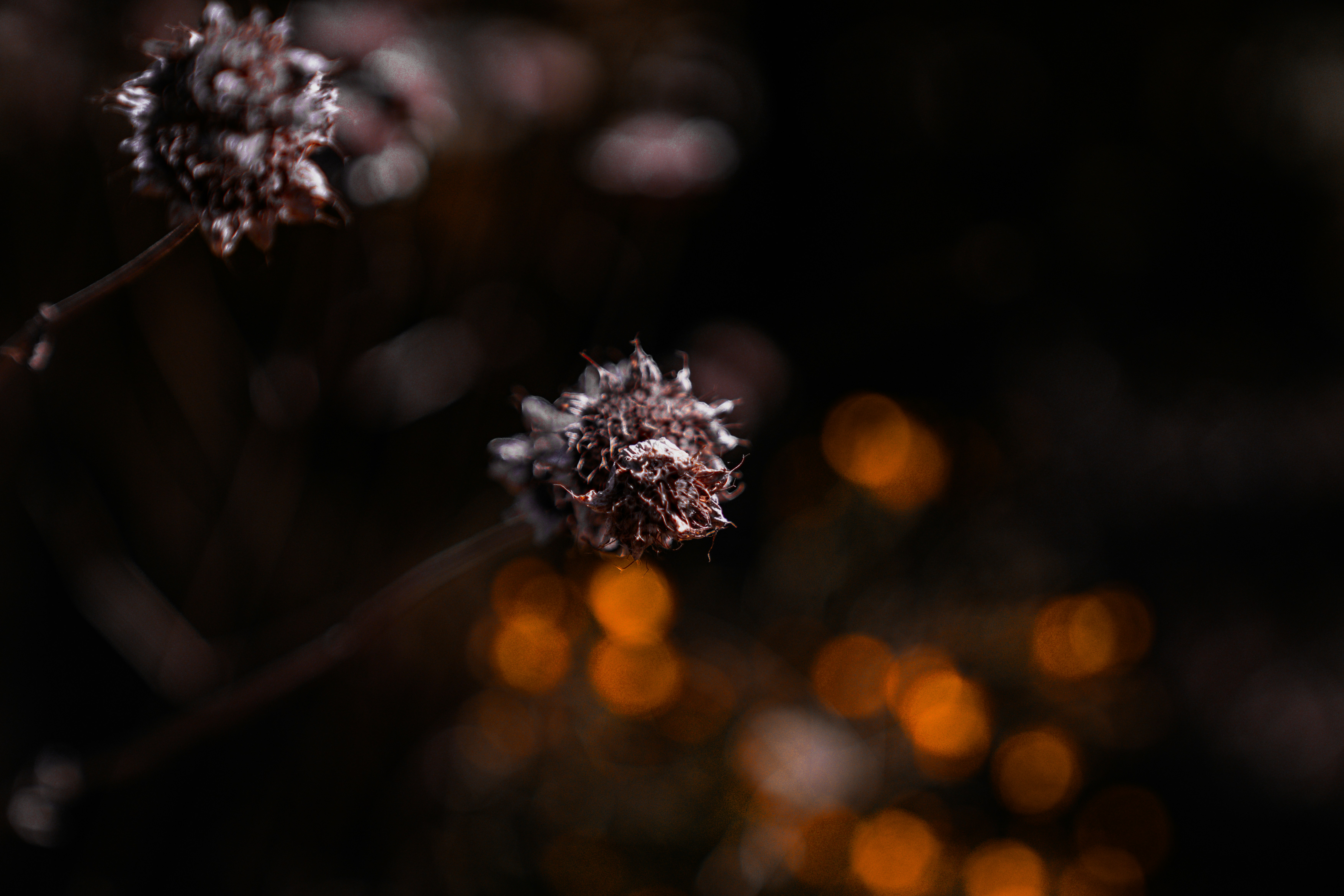 Withered Seed Head in Quiet Glow