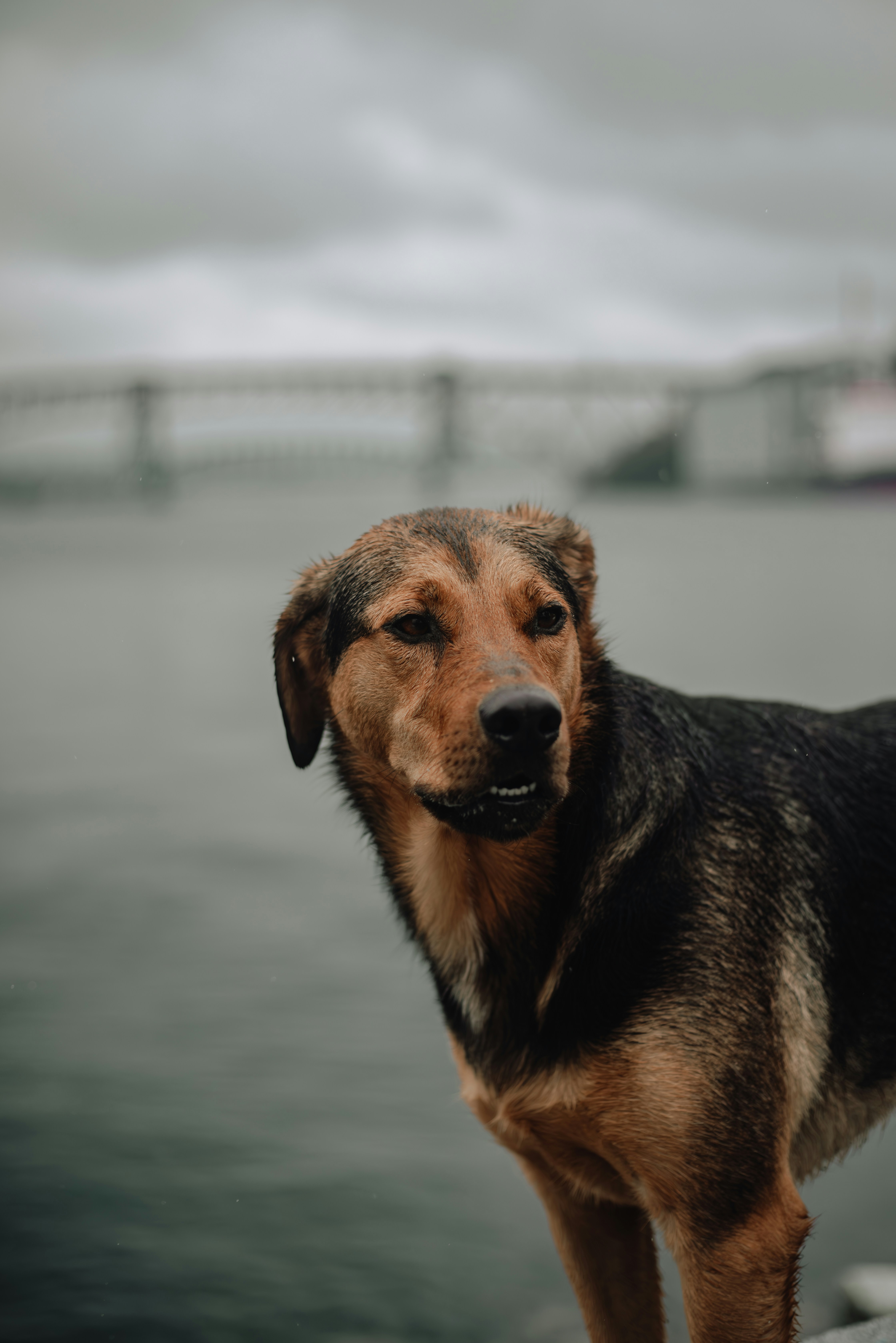 Gaze by the Grey River: A Hound at the Waterfront