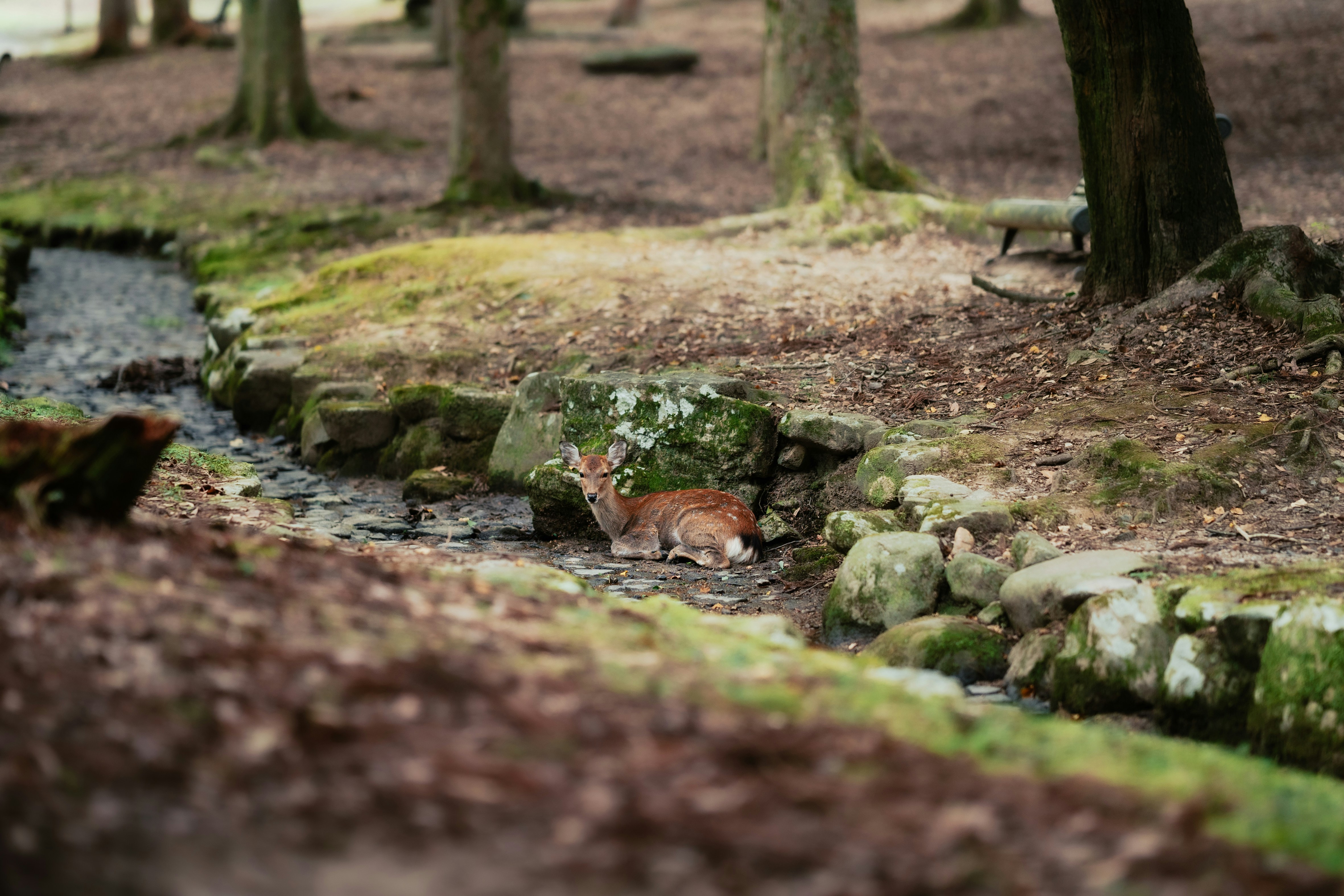 Fawn at the Mossy Brook Edge