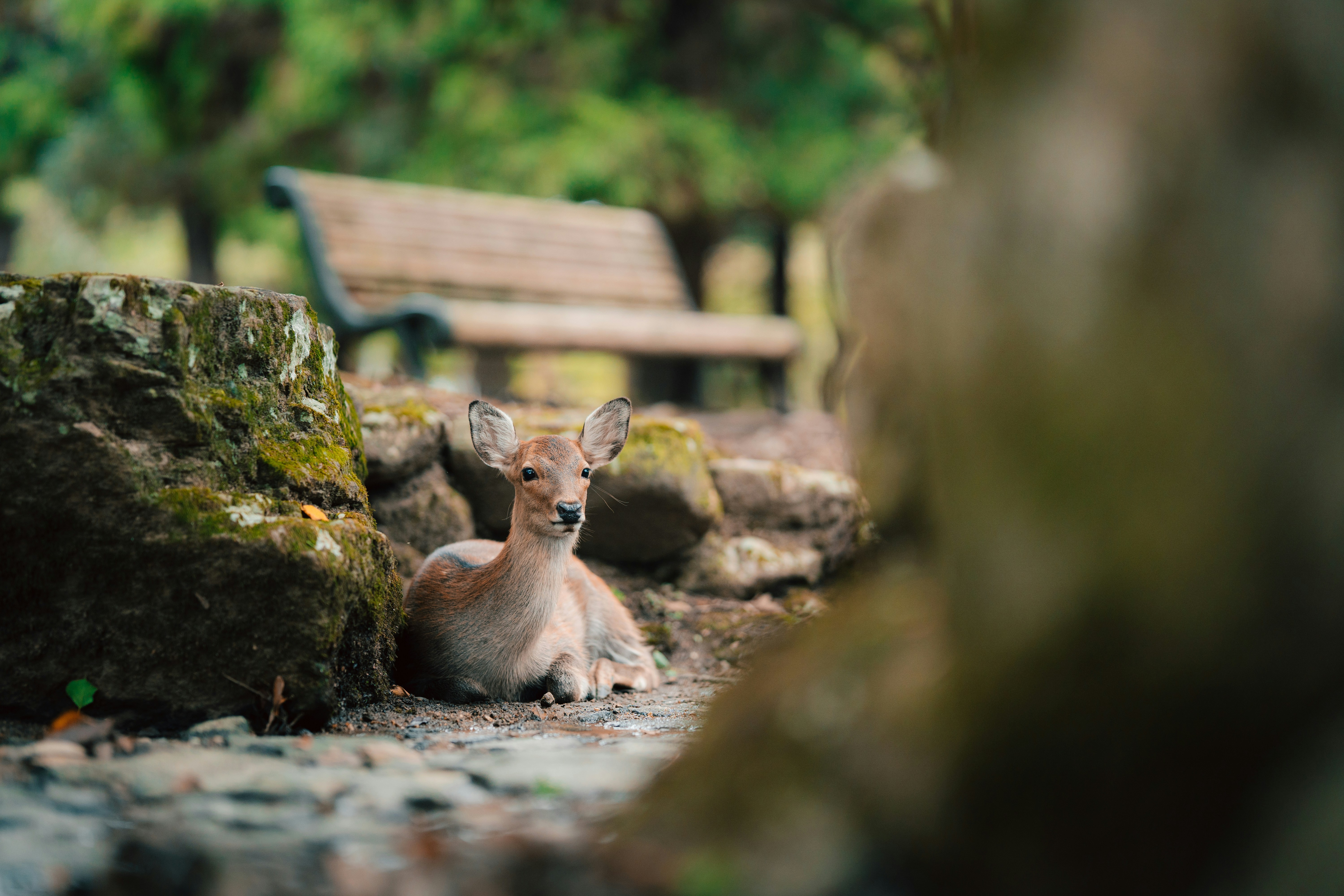 A deer laying on the ground next to a bench photo – Free Nara Image on ...