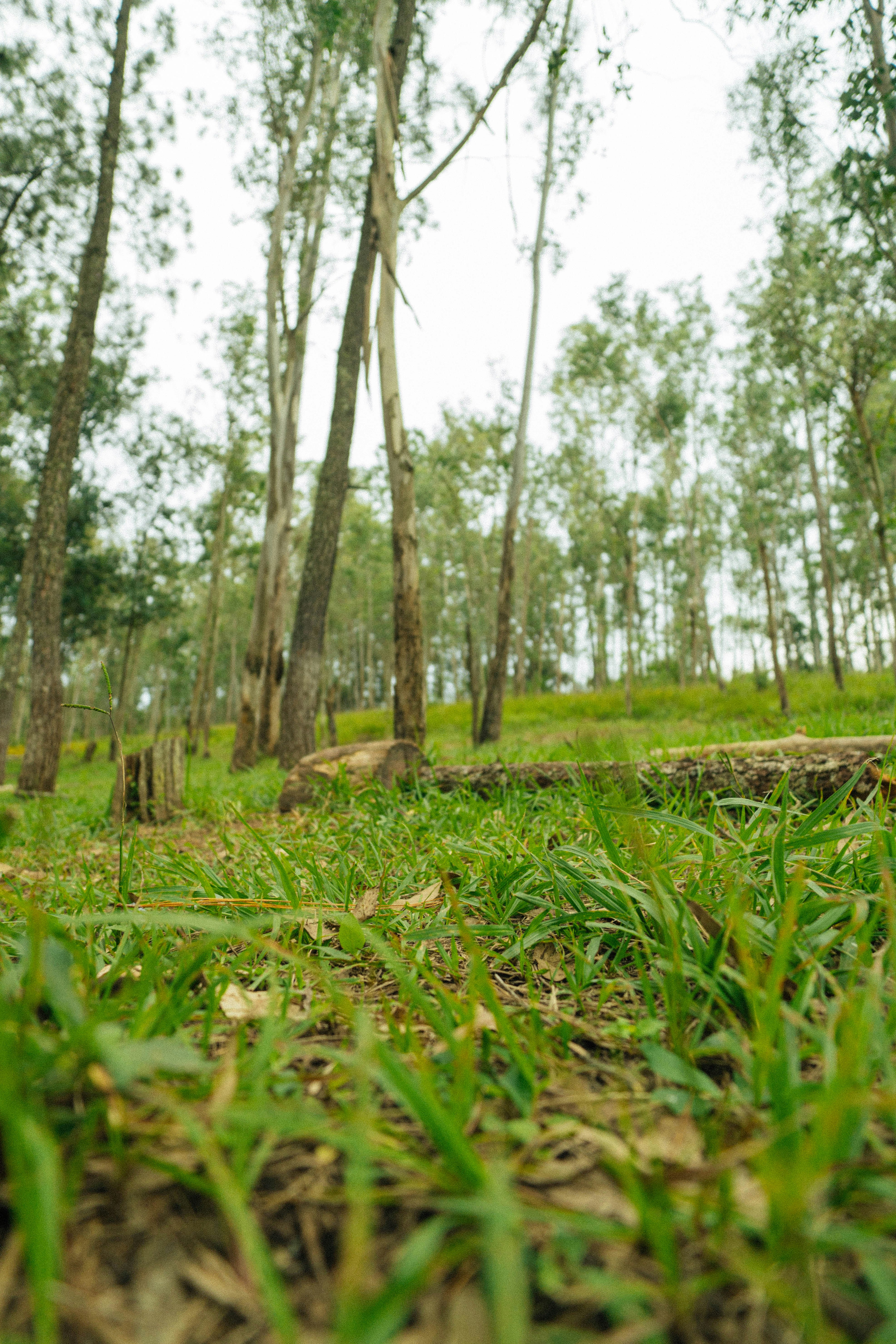 Verdant Ground: A Low-Angle Walk Through a Quiet Forest