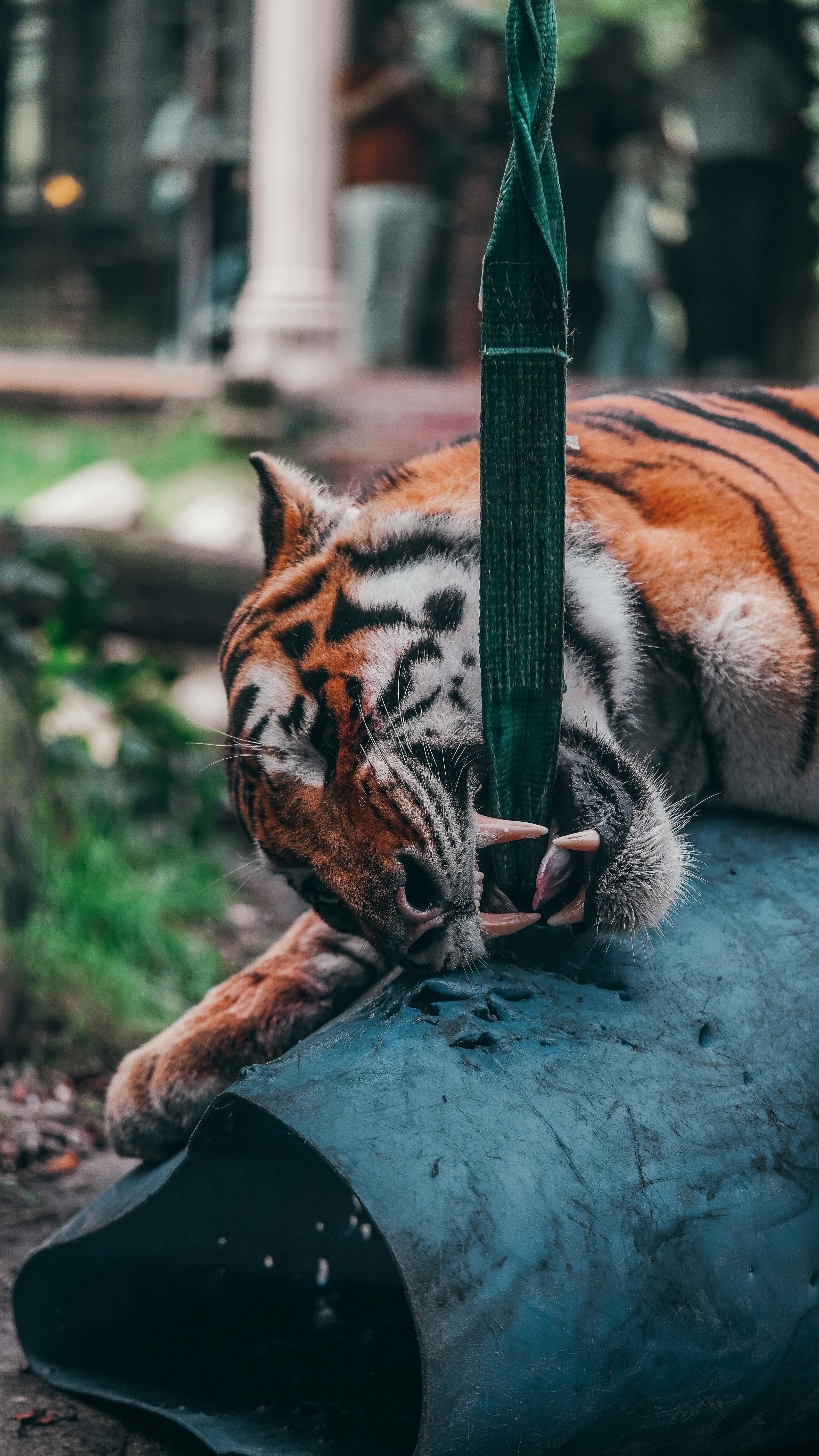 Tiger on a Slide: A Slumbering Striped Wanderer Grips a Green Straps