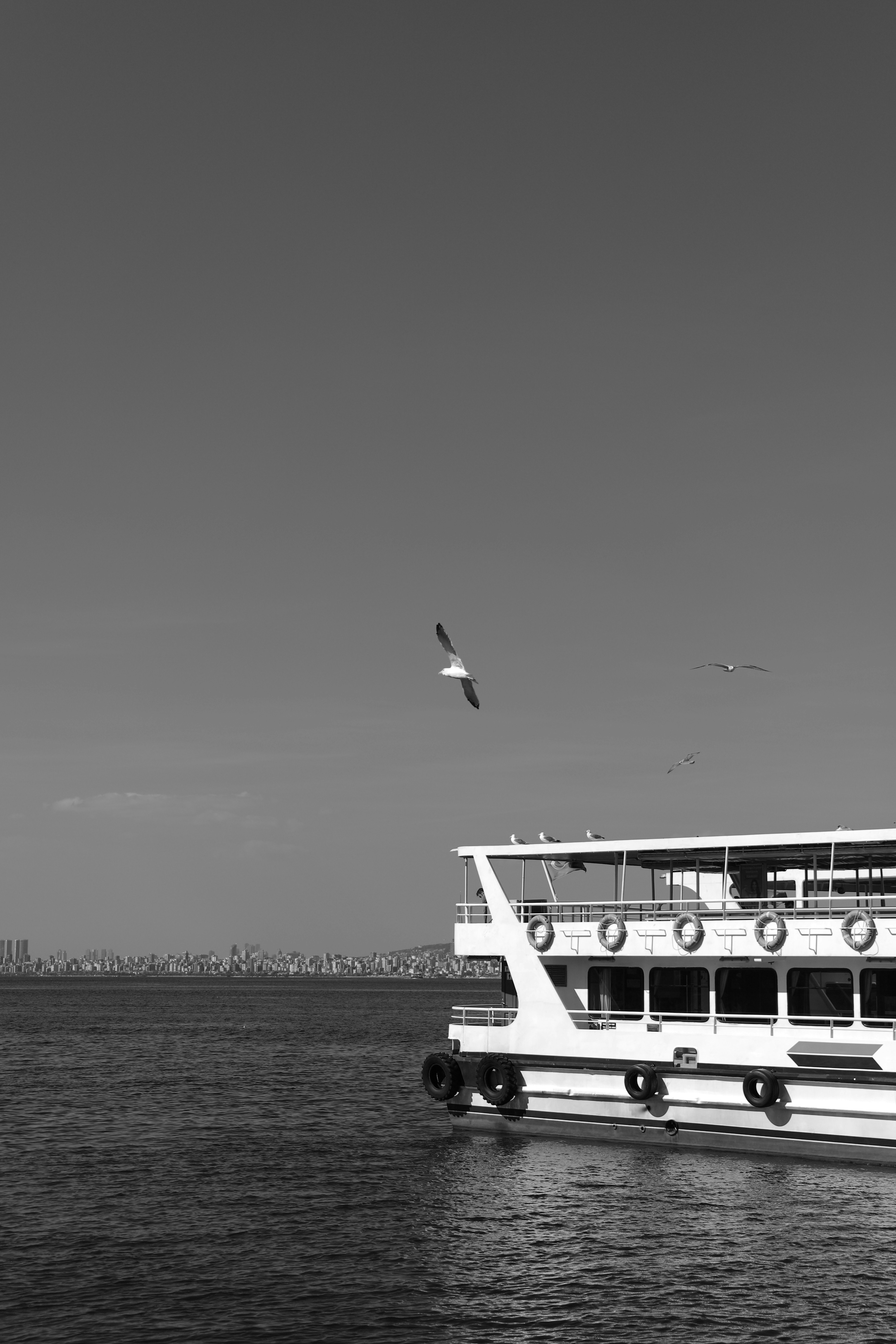 Wingbeat over a Harbor: A Seagull Glides by a Modern Ferry