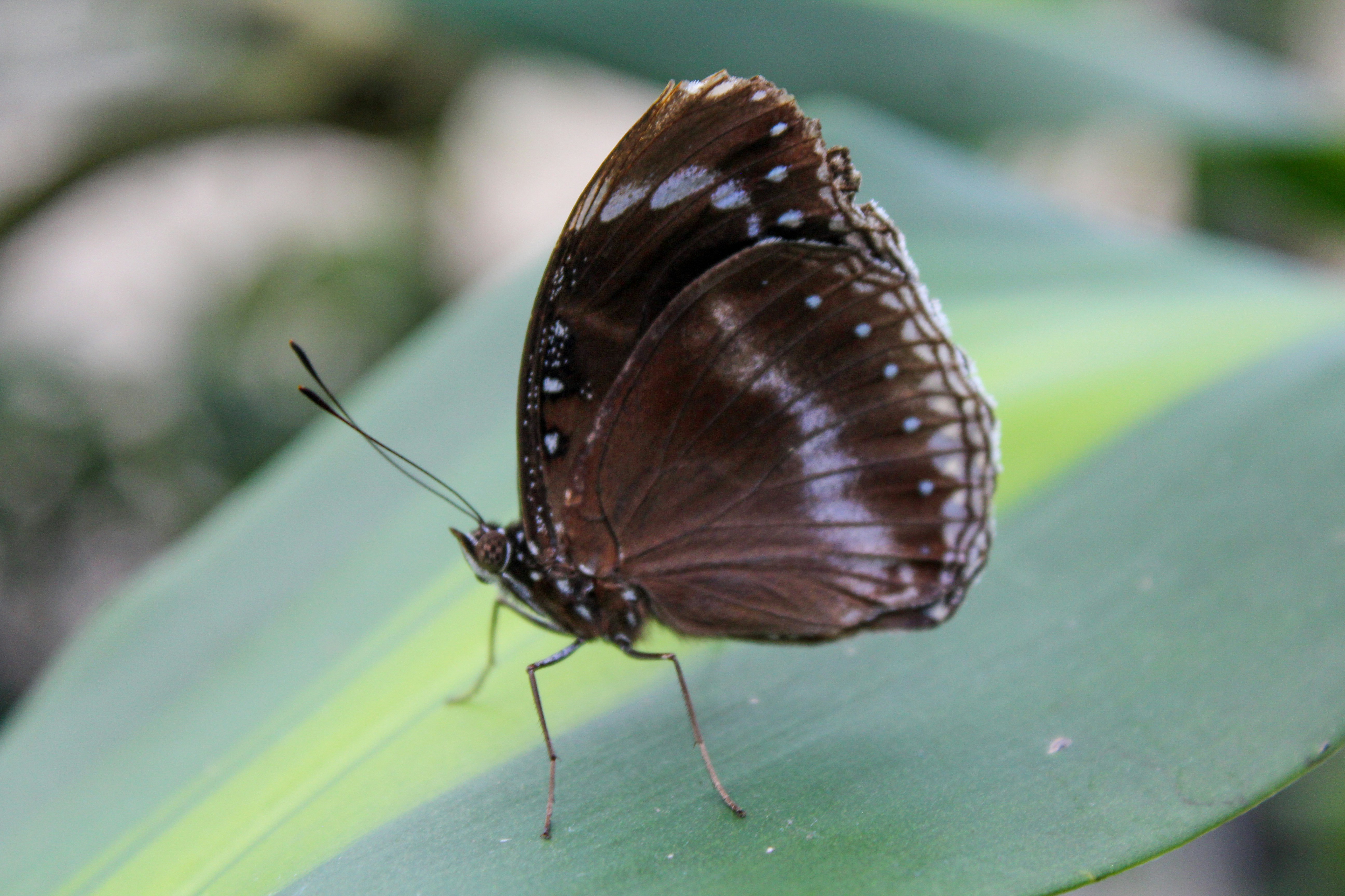 White-spotted Brown Butterfly Perched on a Velvet Green Leaf